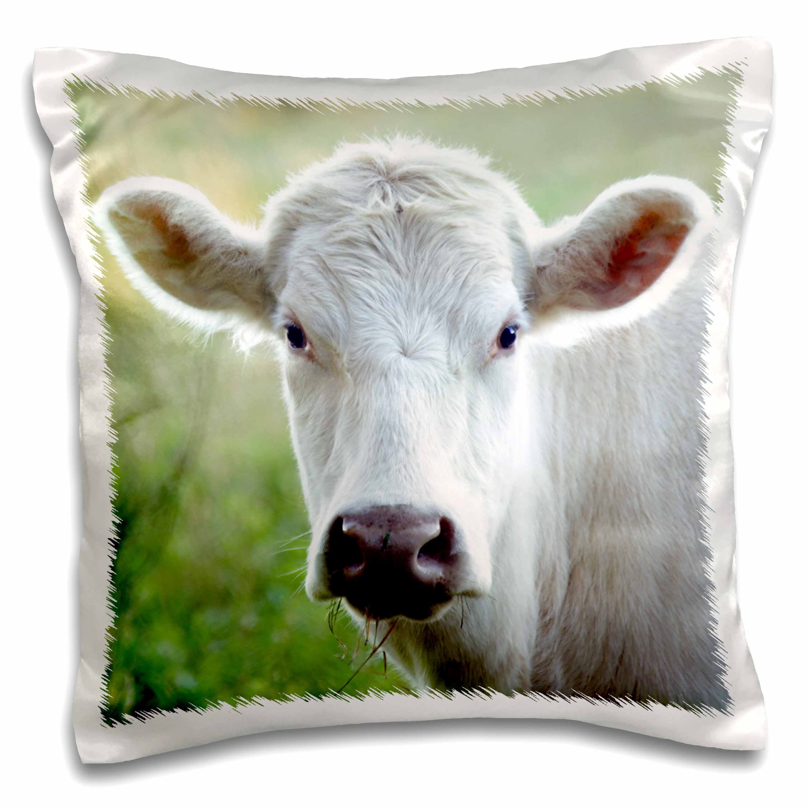 3drose, Photograph of a Backlit White Charolais Cow Staring at the ...