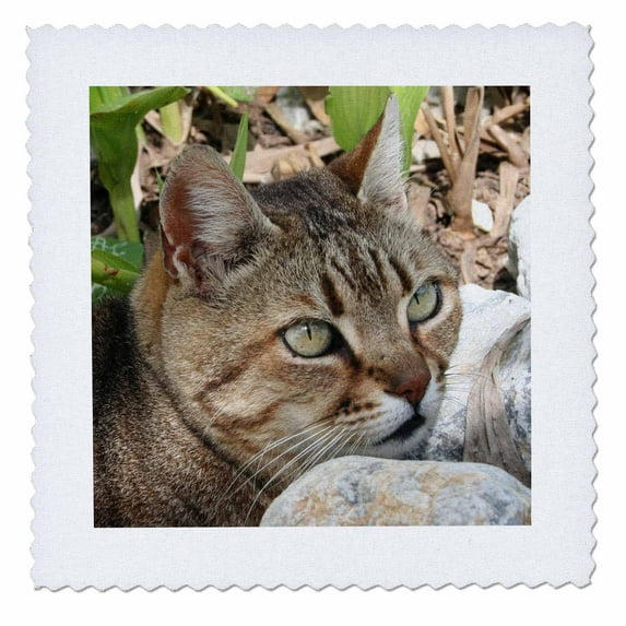 3dRose, Photograph os a stunning brown tabby cat relaxing by a garden ...