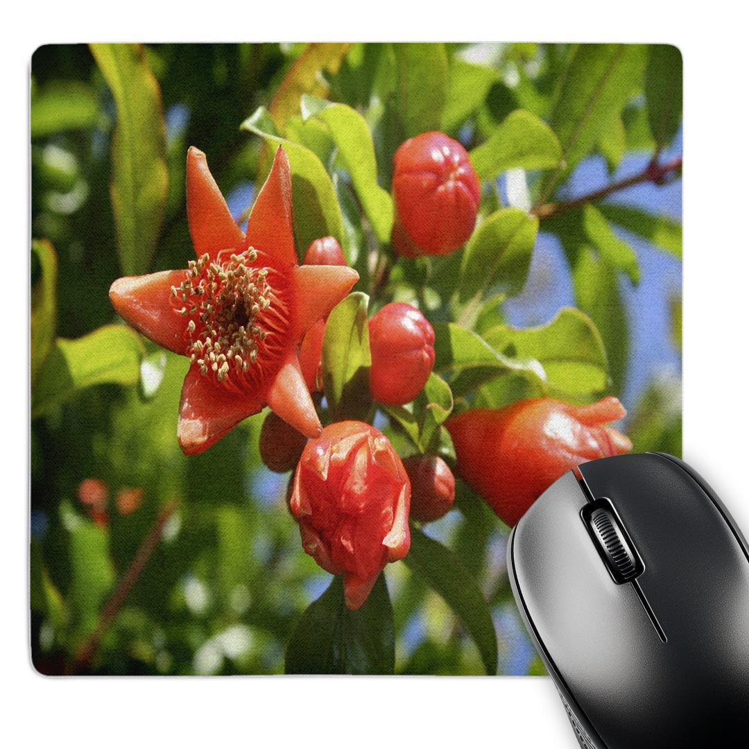 3dRose, Pomegranate Blossom -pomegranate, punica granatum, tree ...