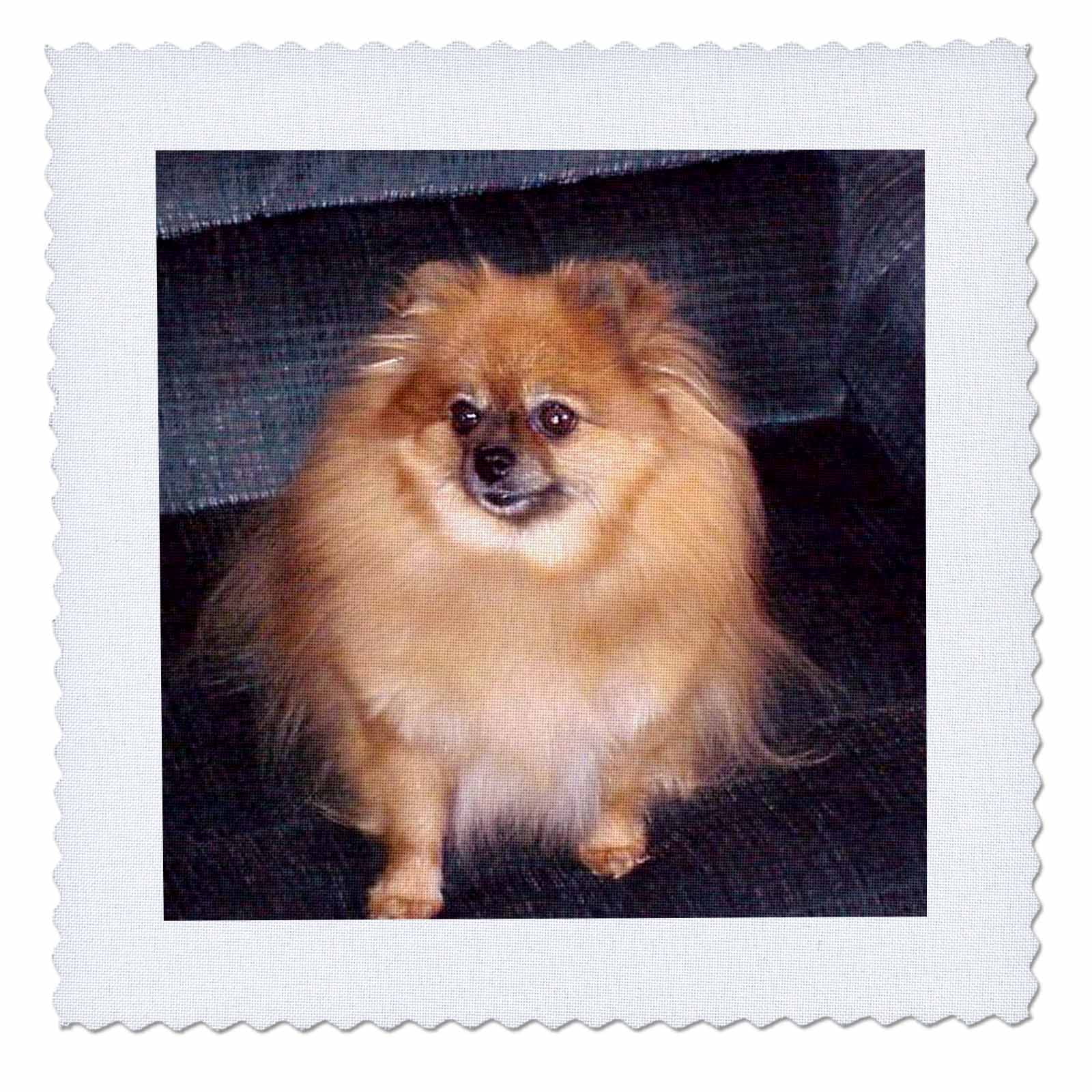 3dRose, Pomeranian Dog, 10x10 inch quilt square - Walmart.com