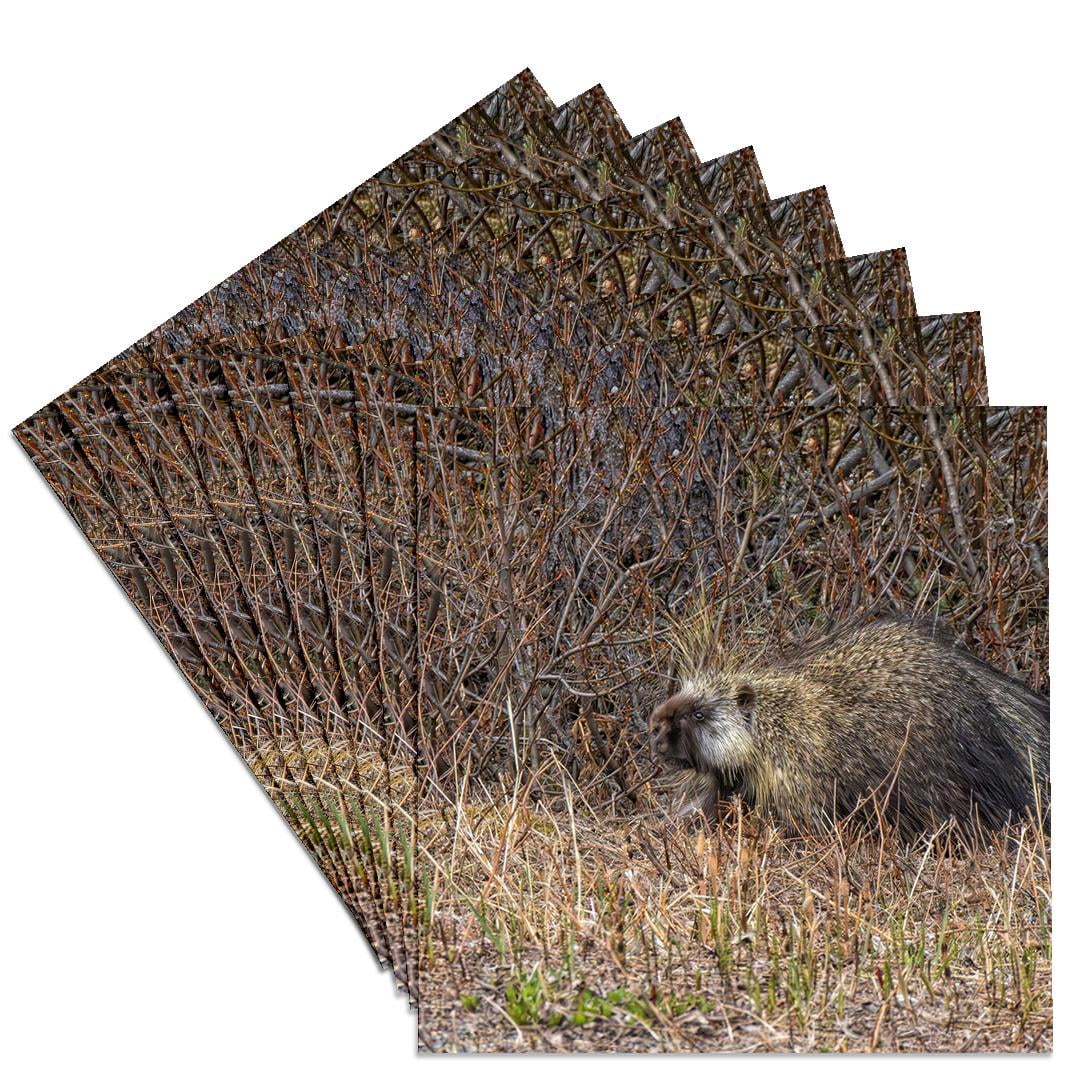 3drose, Porcupine Walking Along Road, Set of 8 Ceramic Tile Coasters ...