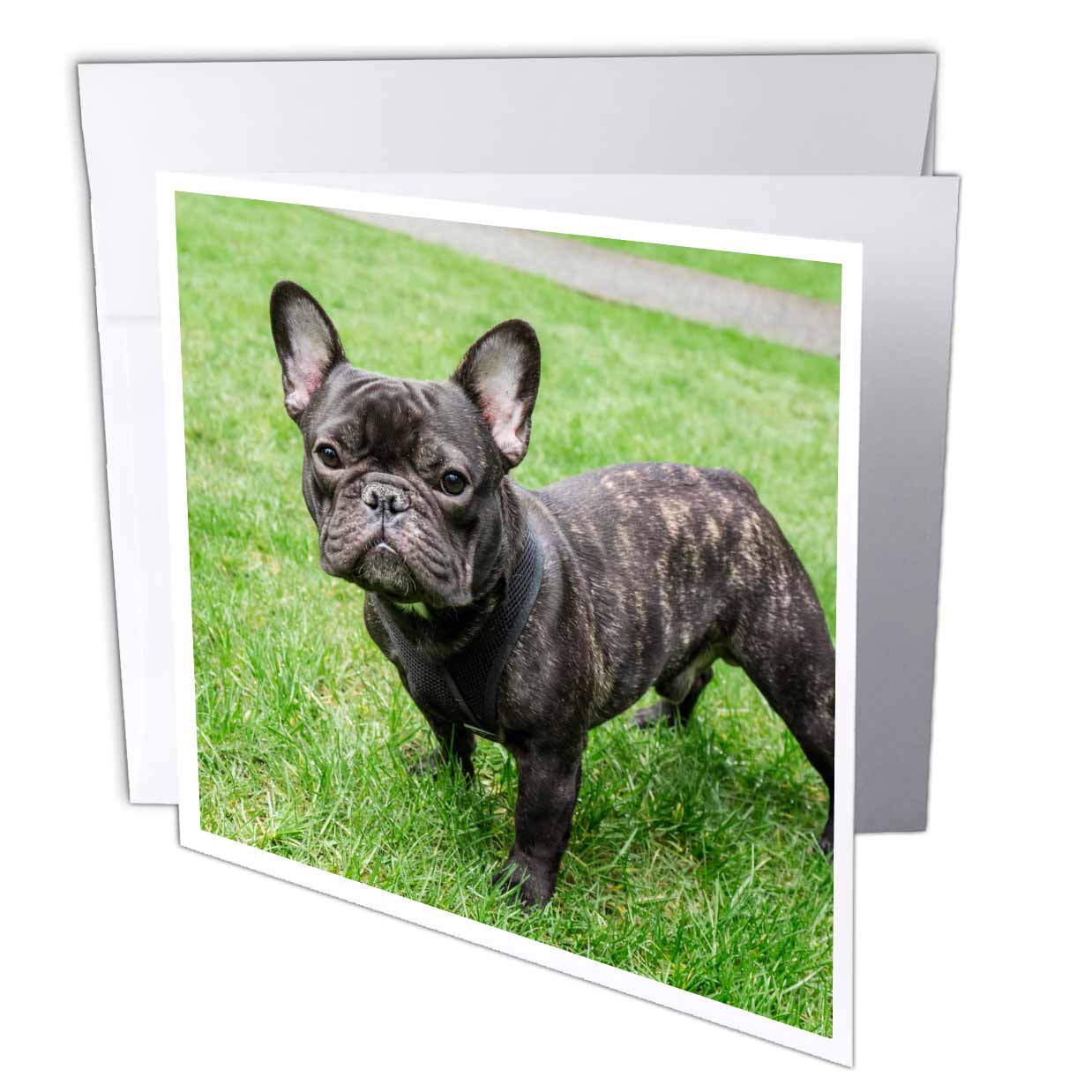 3dRose, Portrait of a French Bulldog also known as the Frenchie. , 1 ...