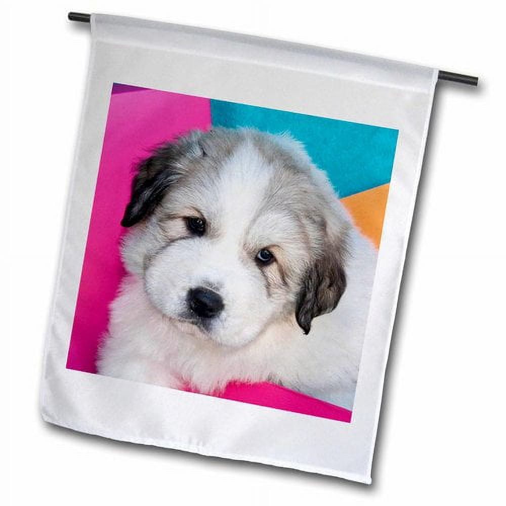 3dRose, Portrait of a Great Pyrenees puppy dog - US05 ZMU0297 - Zandria ...