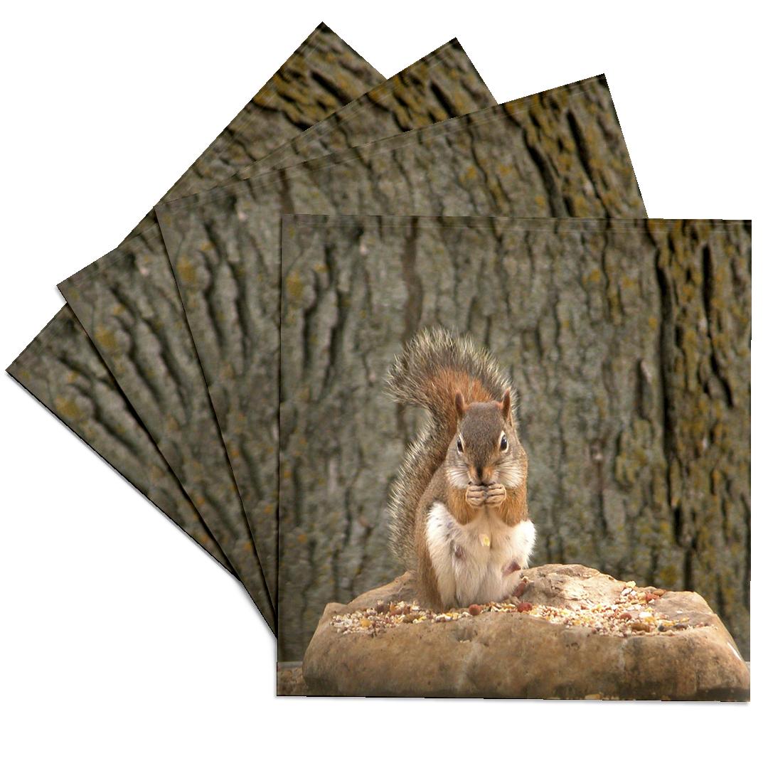 3drose, Red Squirrel, Set of 4 Ceramic Tile Coasters - Walmart.com
