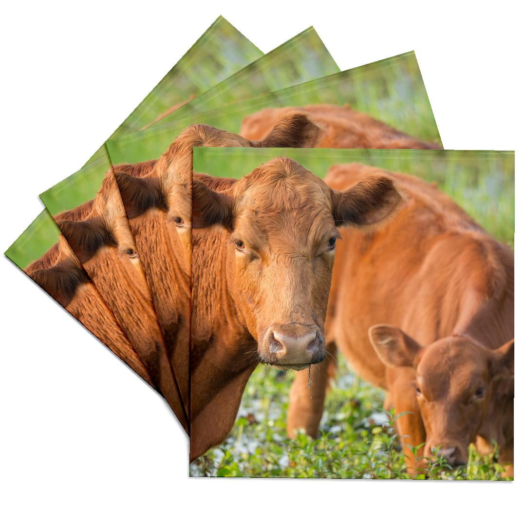 3drose, Red Angus Cow and Calf Drinking Water from Pond, Florida, Set ...