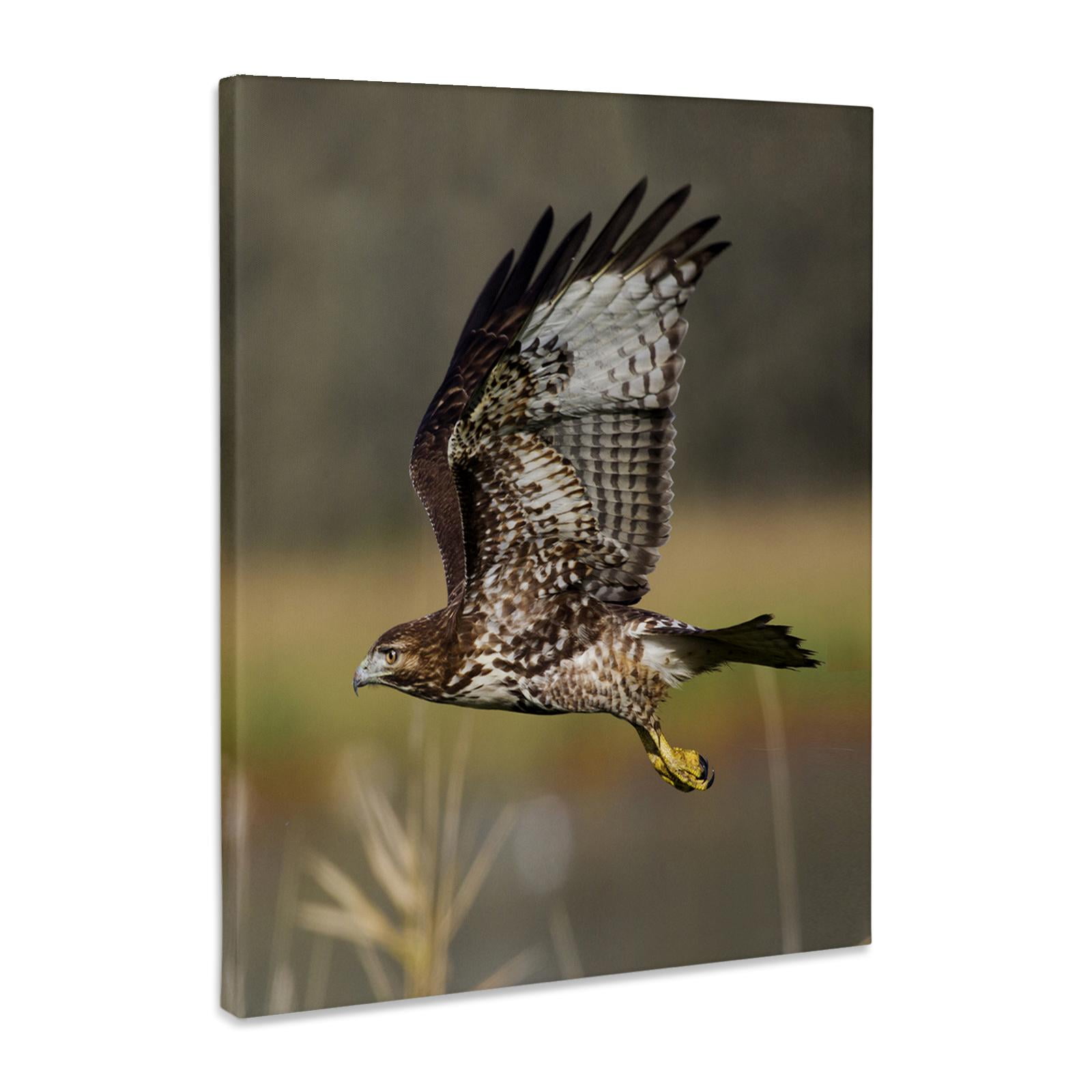 3dRose, Red-tail Hawk, Museum Grade Canvas Wrap 8x10 - Walmart.com