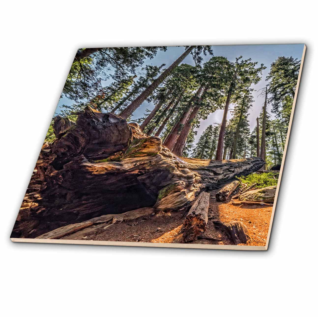 3dRose, Redwood Trees on a Hill in Sequoia National Park, 12 Inch ...