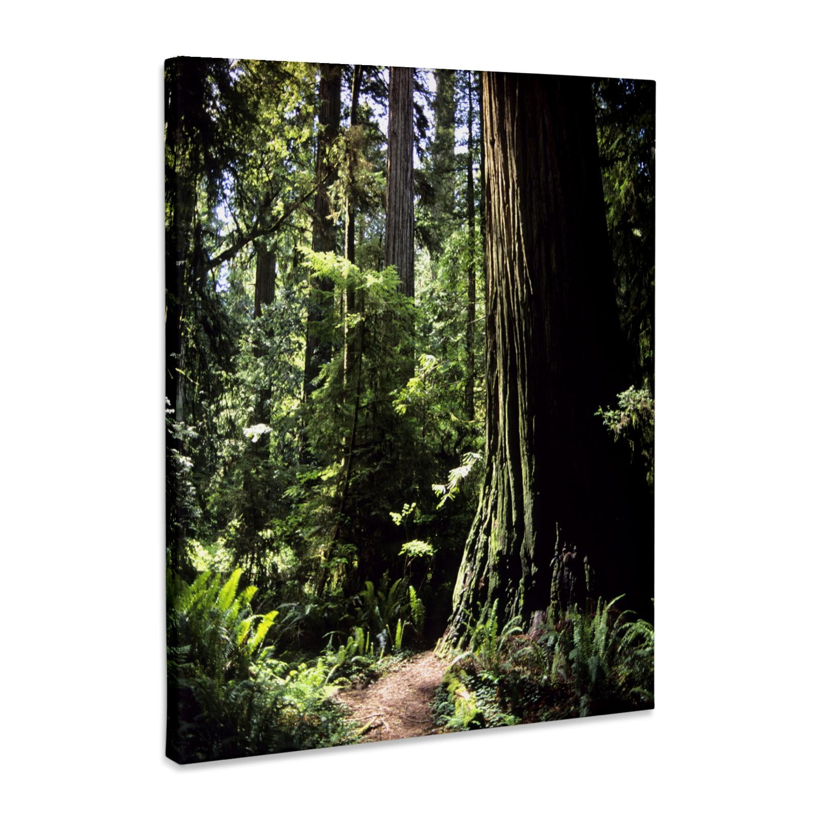 3dRose, Redwood forest in Northern California - US05 DFR0200 - David R ...