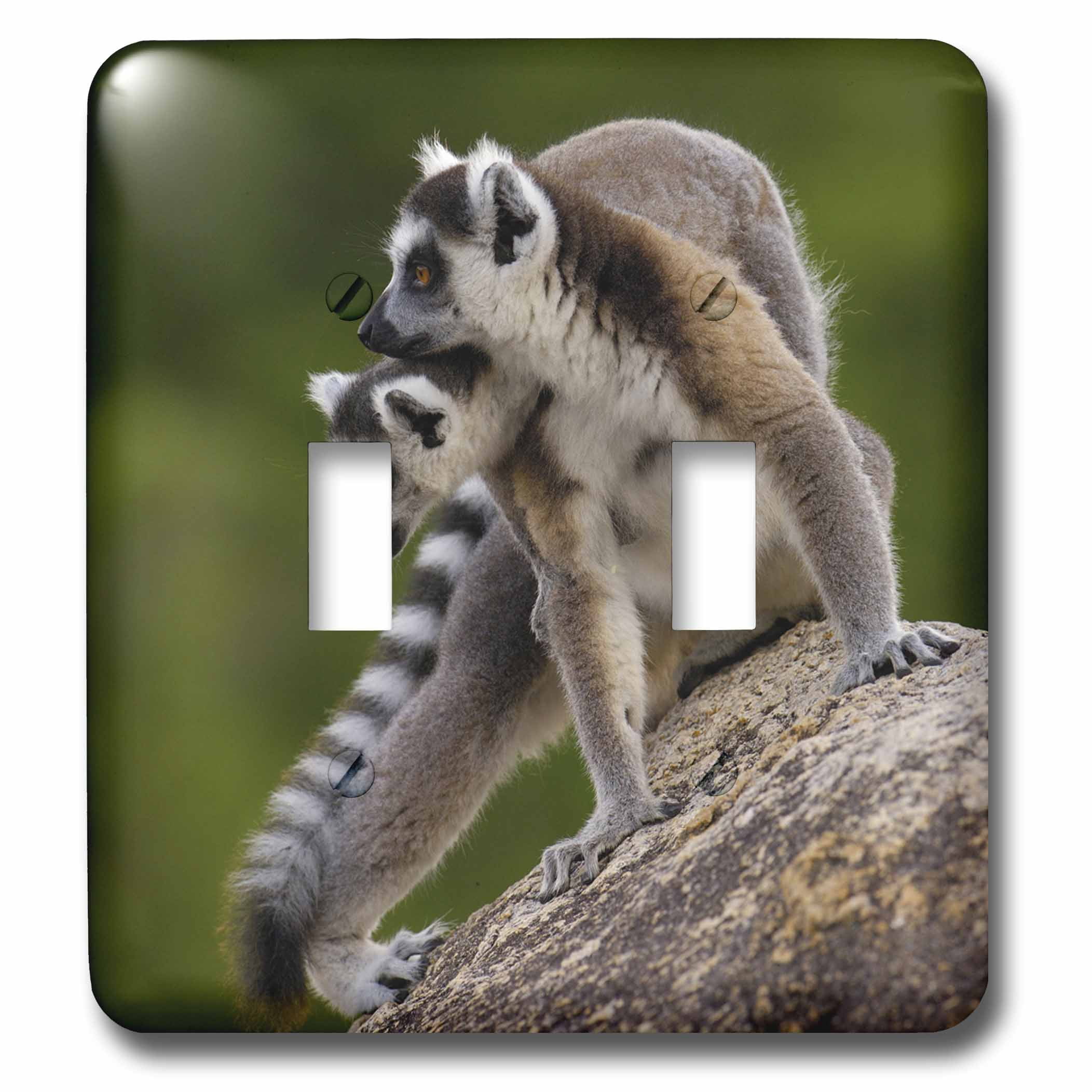 3dRose, Ring-tailed lemurs primates Andringitra Mtns, MADAGASCAR-AF24 ...