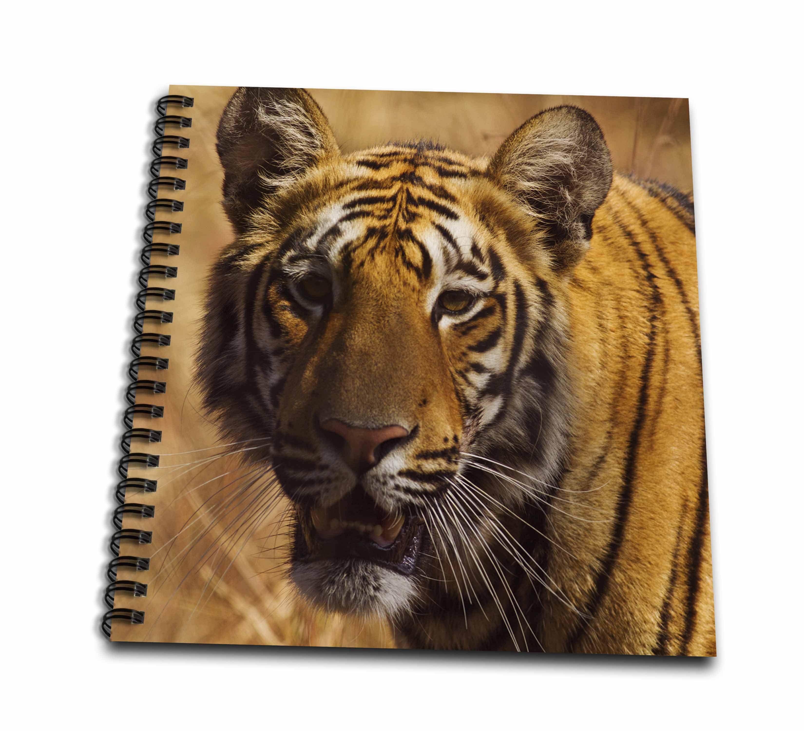 3dRose, Royal Bengal Tiger, a close up, Tadoba Andheri Tiger Reserve ...