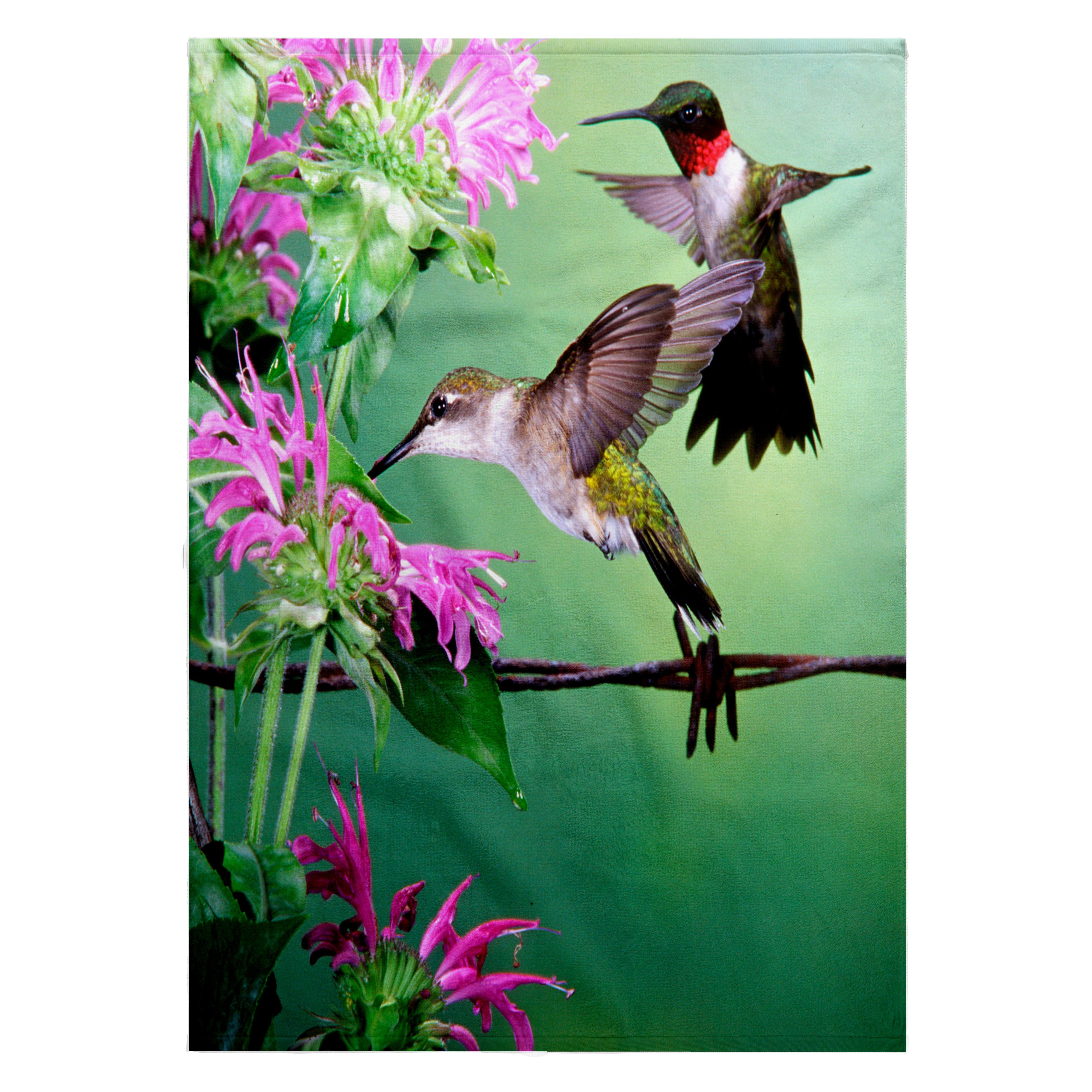 3dRose, Ruby-throated Hummingbird female and male at Bee Balm, 22x30 ...