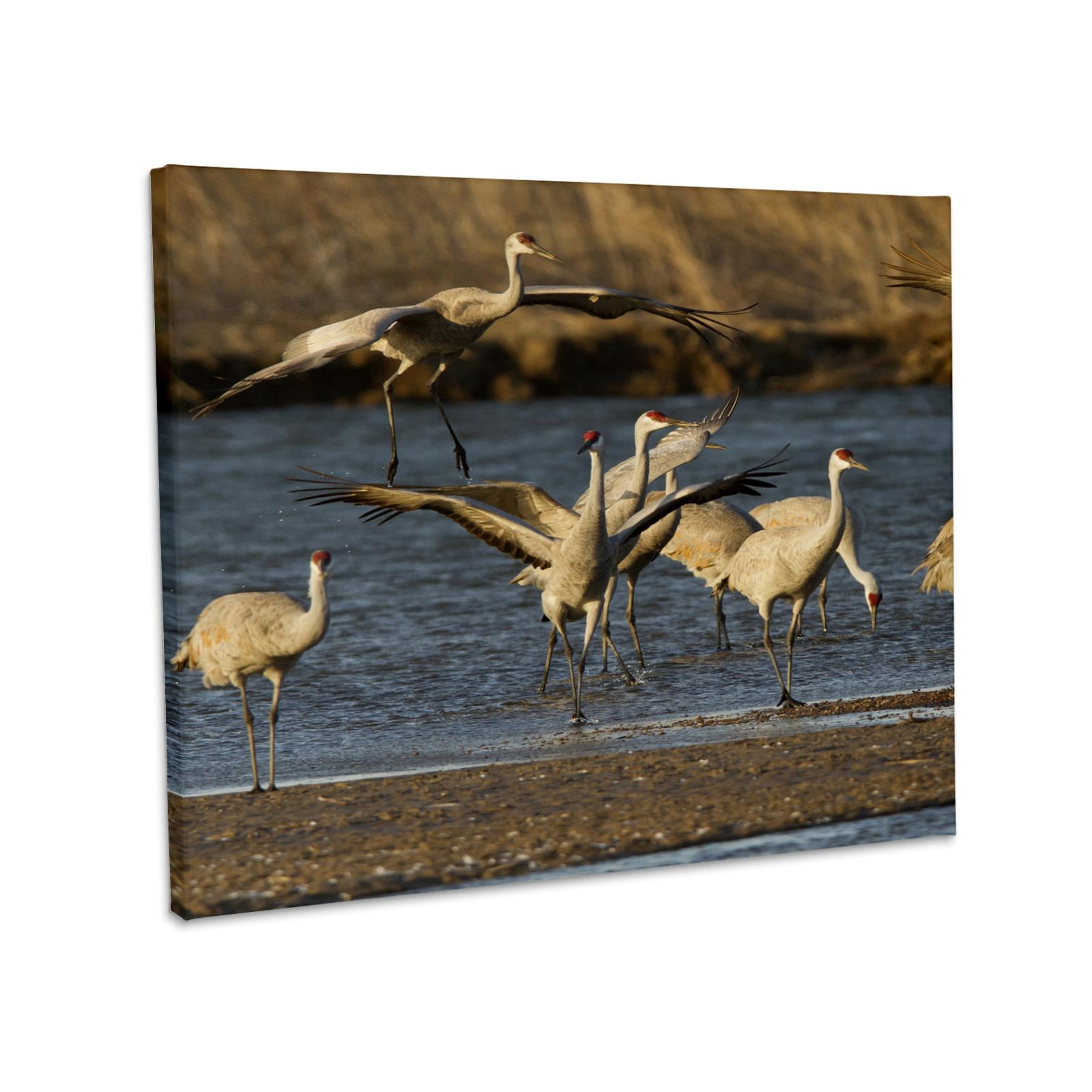 3dRose, Sandhill crane bird, Platte river, Nebraska, USA - US28 WSU0012 ...