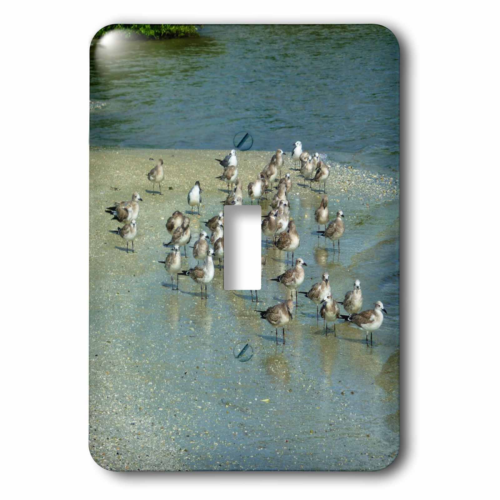 3dRose, Sanibel Gulls, single toggle switch - Walmart.com