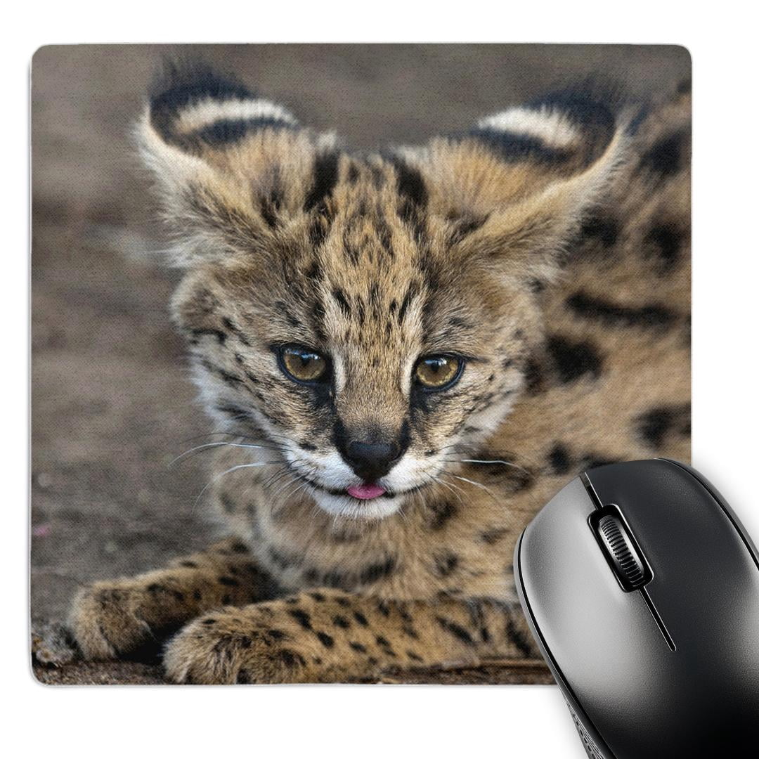 3dRose, Serval Cat, Kapama Game Reserve, South Africa-AF42 SPI0103 ...
