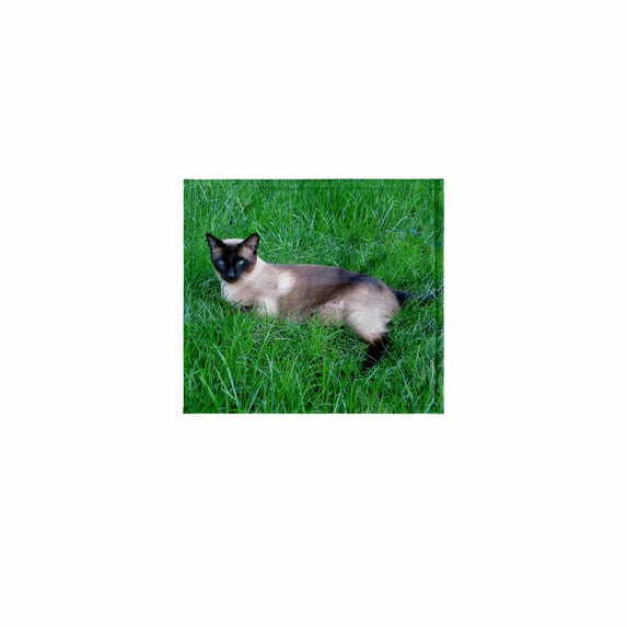 3dRose, Siamese Cat, 11x12 Wash Cloth for Face and Body - Walmart.com