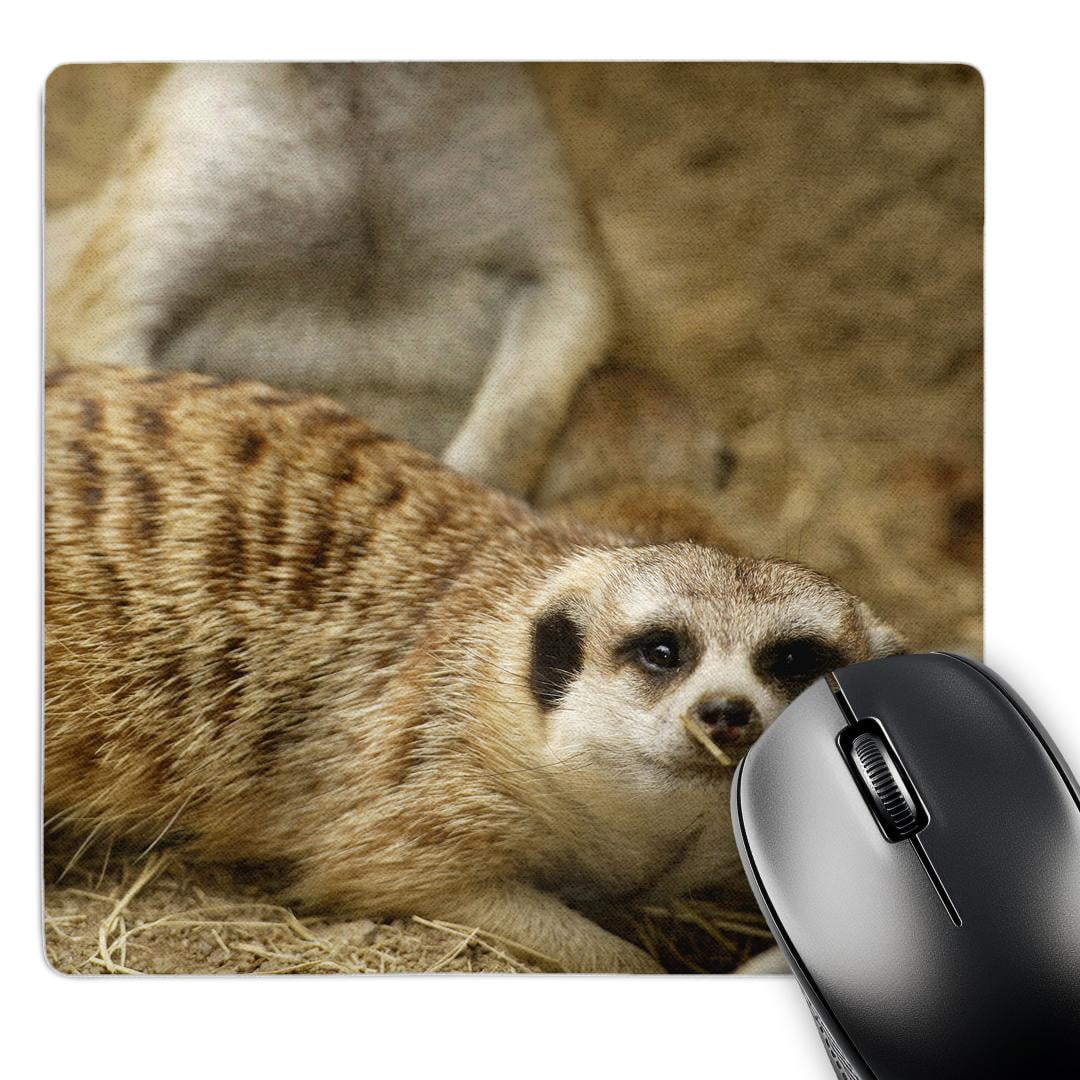 3dRose, Slender-tailed Meerkat, Zoo, California - US05 MPR0045 - Maresa ...