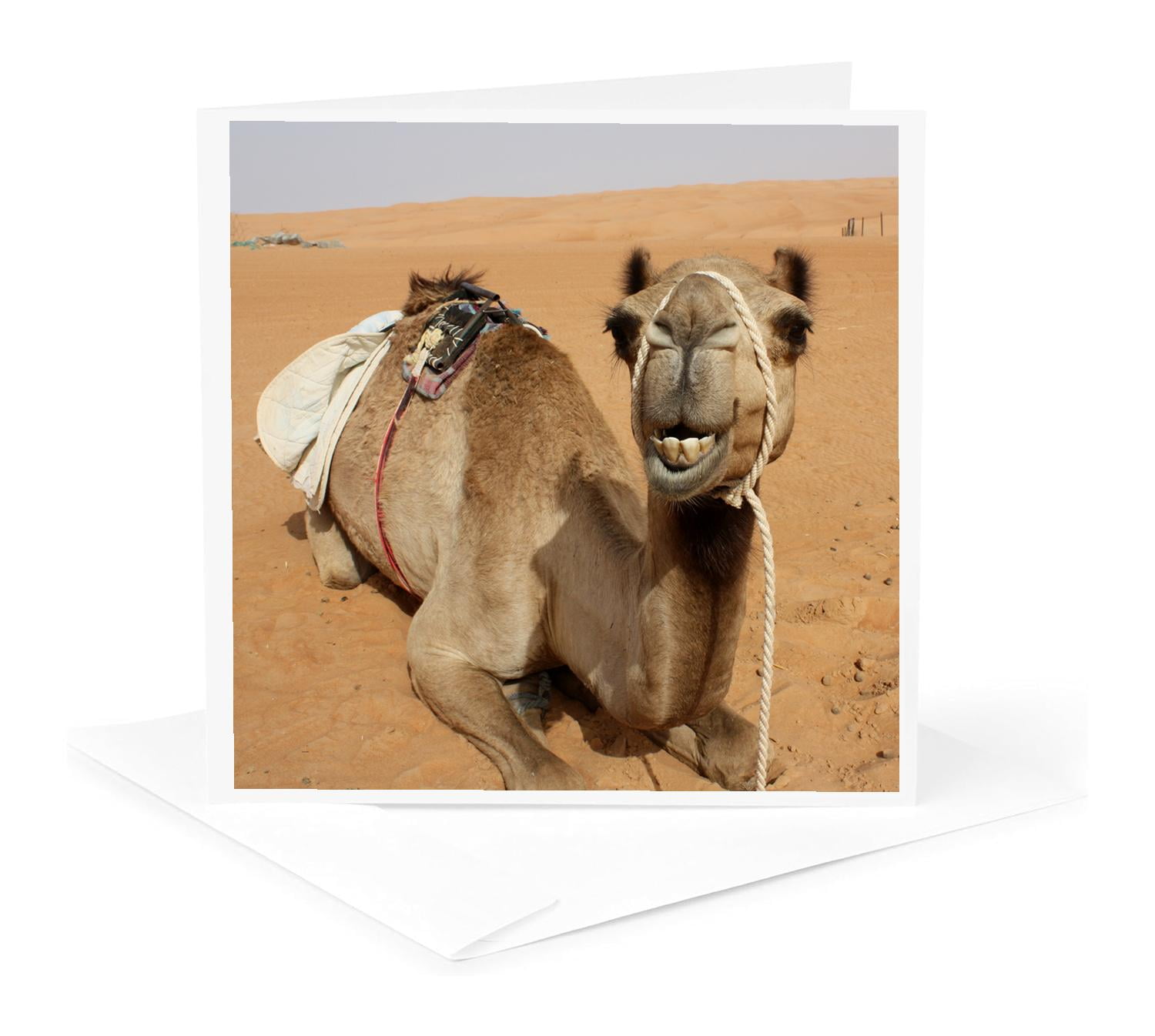 3dRose, Smiling Camel Resting at Bedouin Camp in Oman Photo by Rhonda ...