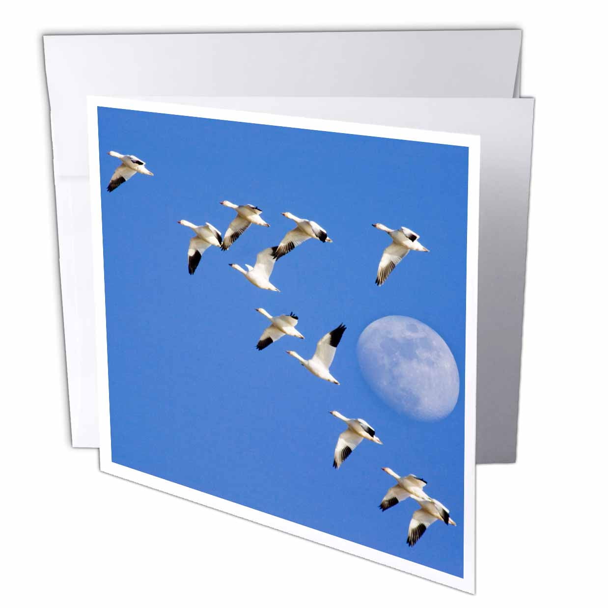 3dRose Snow geese, birds, Freezeout Lake NWR, Montana - US27 CHA0949 ...