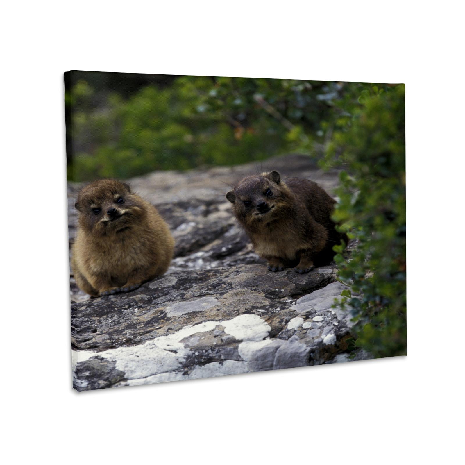 3dRose, South Africa, Cape of Good Hope. Rock Hyrax wildlife-AS42 ...
