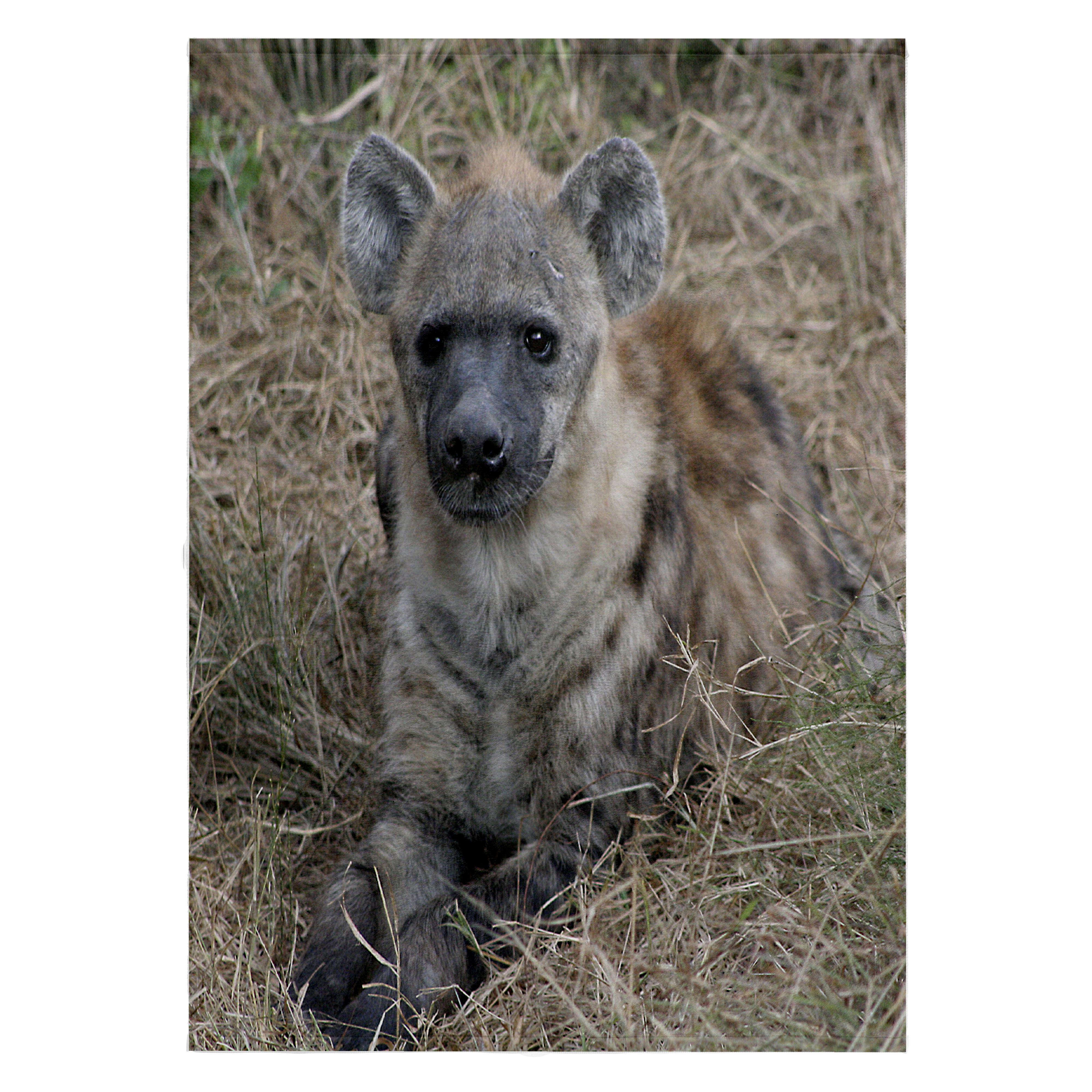 3dRose, South African Hyena front view, 22x30 Bath Hand Pool Towel ...