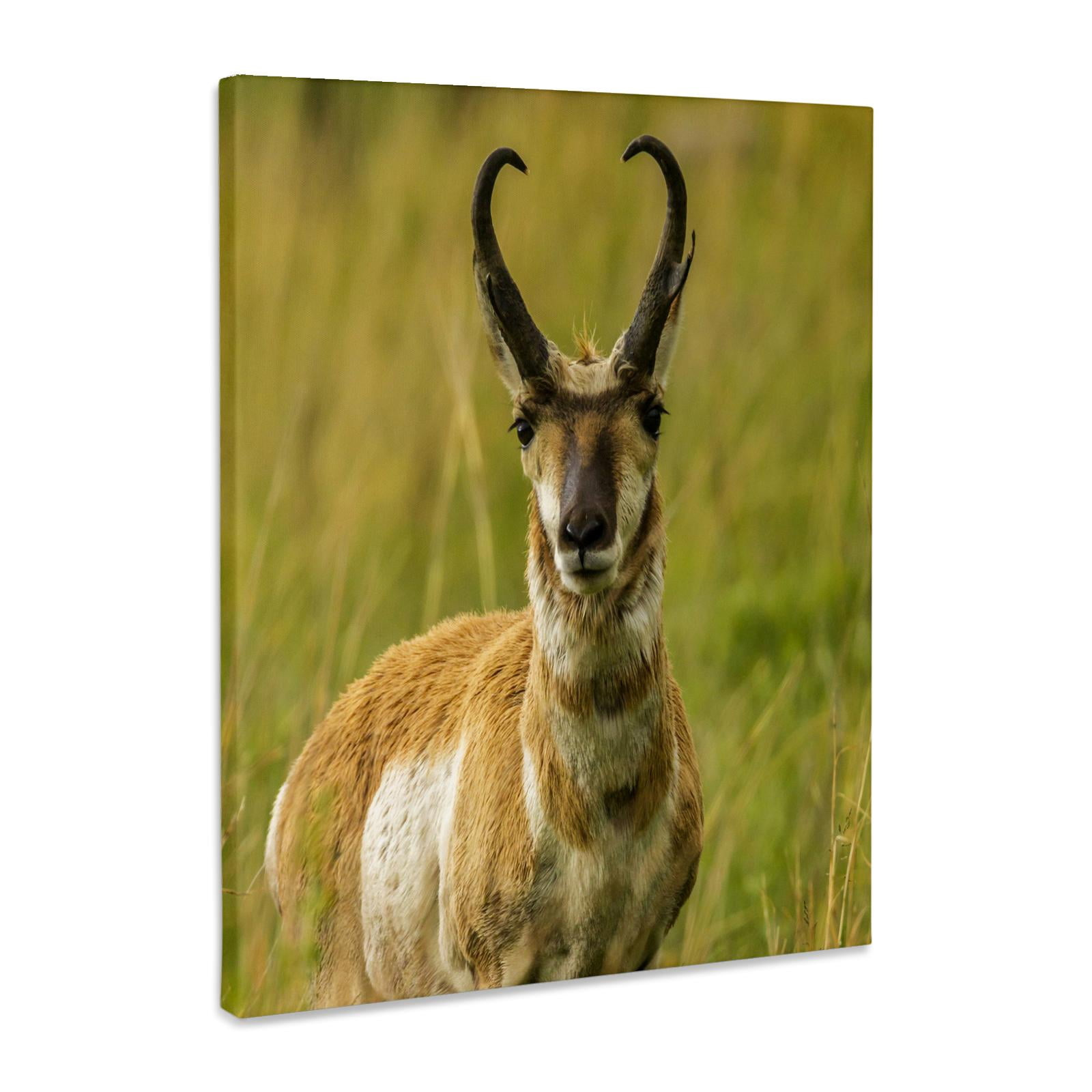 3dRose, South Dakota, Custer State Park. Pronghorn antelope buck ...
