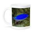 3dRose, South Seas Devil Damselfish, Coral Reef, Koro Island, Fiji ...