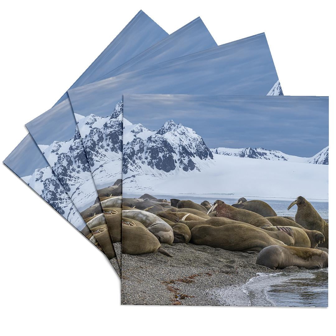3dRose, Svalbard, Norway. Colony of Atlantic walrus on beach., Set of 4 ...