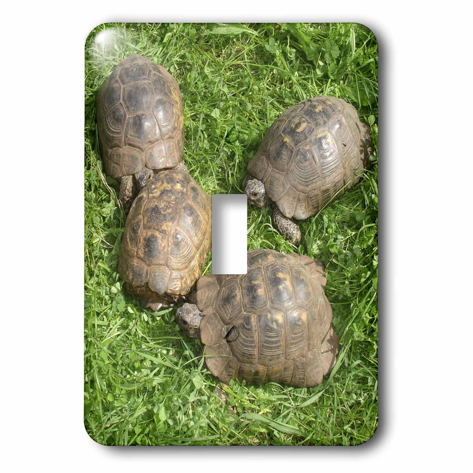 3dRose, Testudo Iberia - animals, ibera greek tortoise, land turtles ...