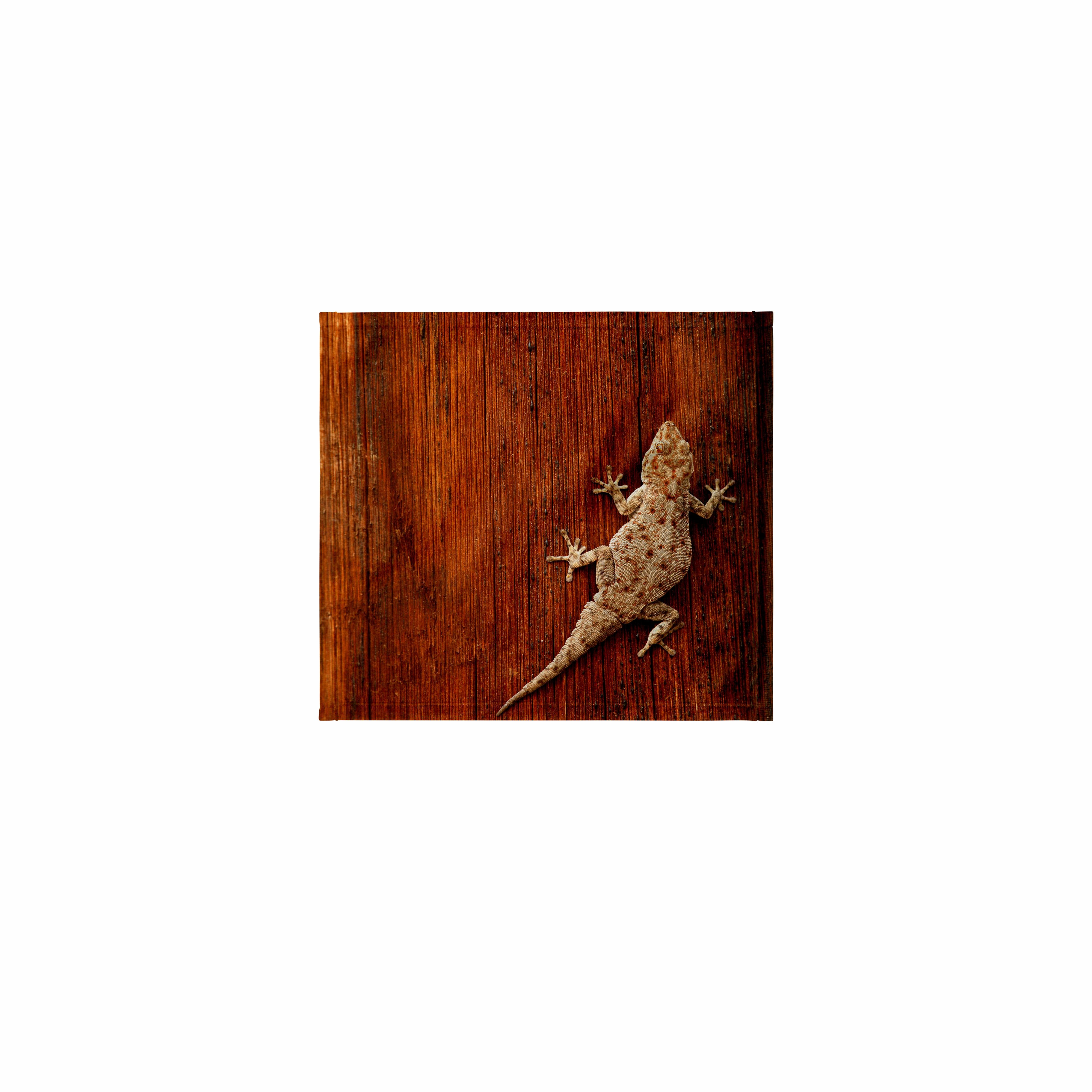 3dRose, Tokay Gecko lizard, Striated Wood, Africa-AF31 DSL0019 - David ...