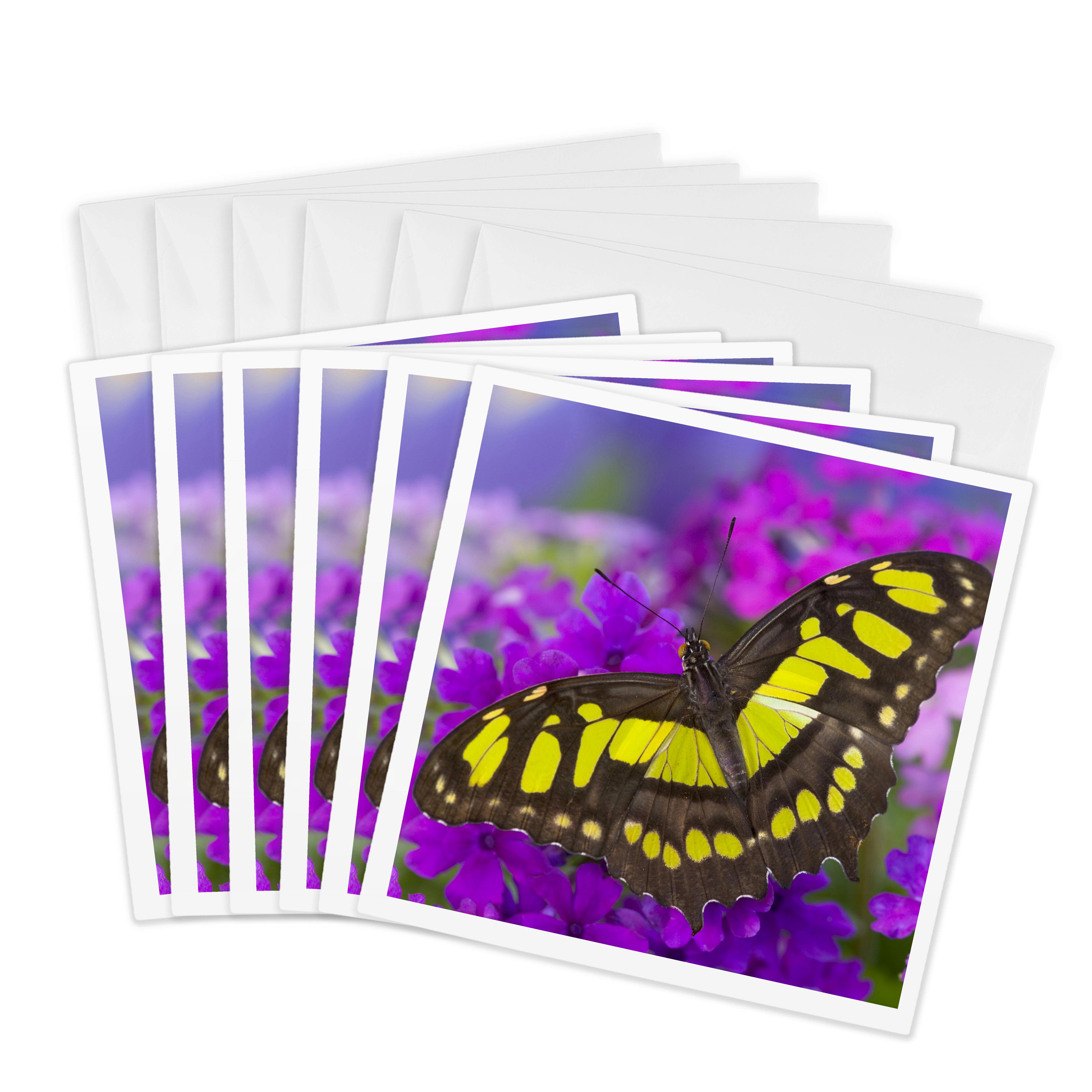 3drose, Tropical Butterfly, Malachite Butterfly - Us48 Dgu0487 ...