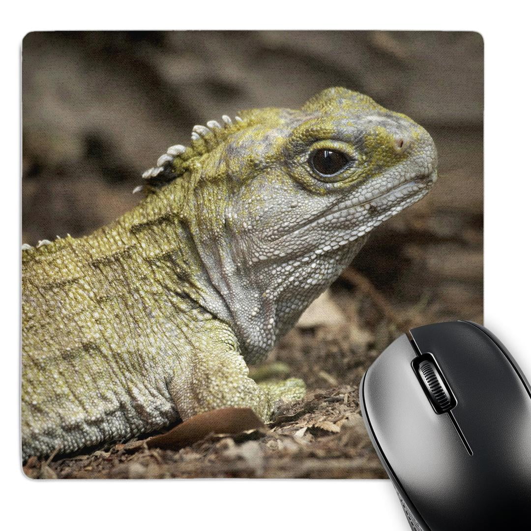 3dRose, Tuatara, lizard, Pukaha Mount Bruce Wildlife, New Zealand-AU02 DWA6533 - David Wall ...