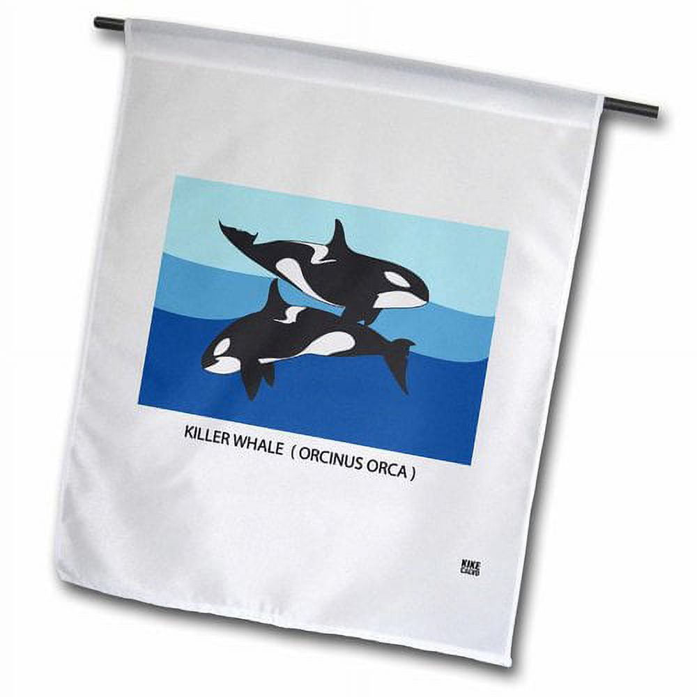 3dRose, Two Killer Whales ( Orcinus Orca ) with caption, 12 x 18 inch ...