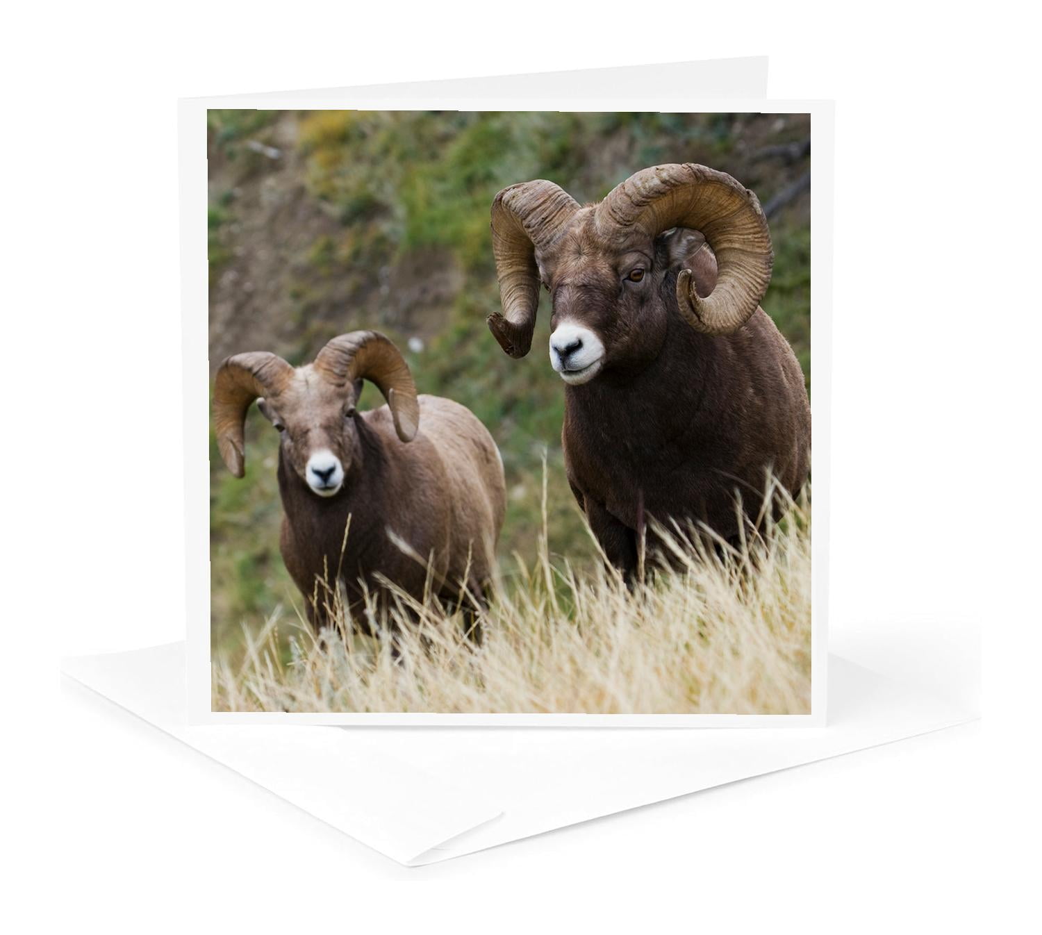 3dRose, Two Rocky Mountain Bighorn sheep rams in the wild., 1 Greeting ...