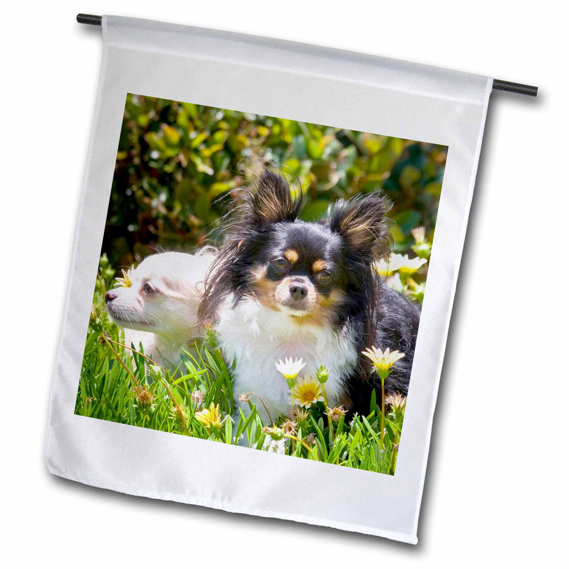 3dRose Two longhaired Chihuahua dogs - US05 ZMU0047 - Zandria Muench ...