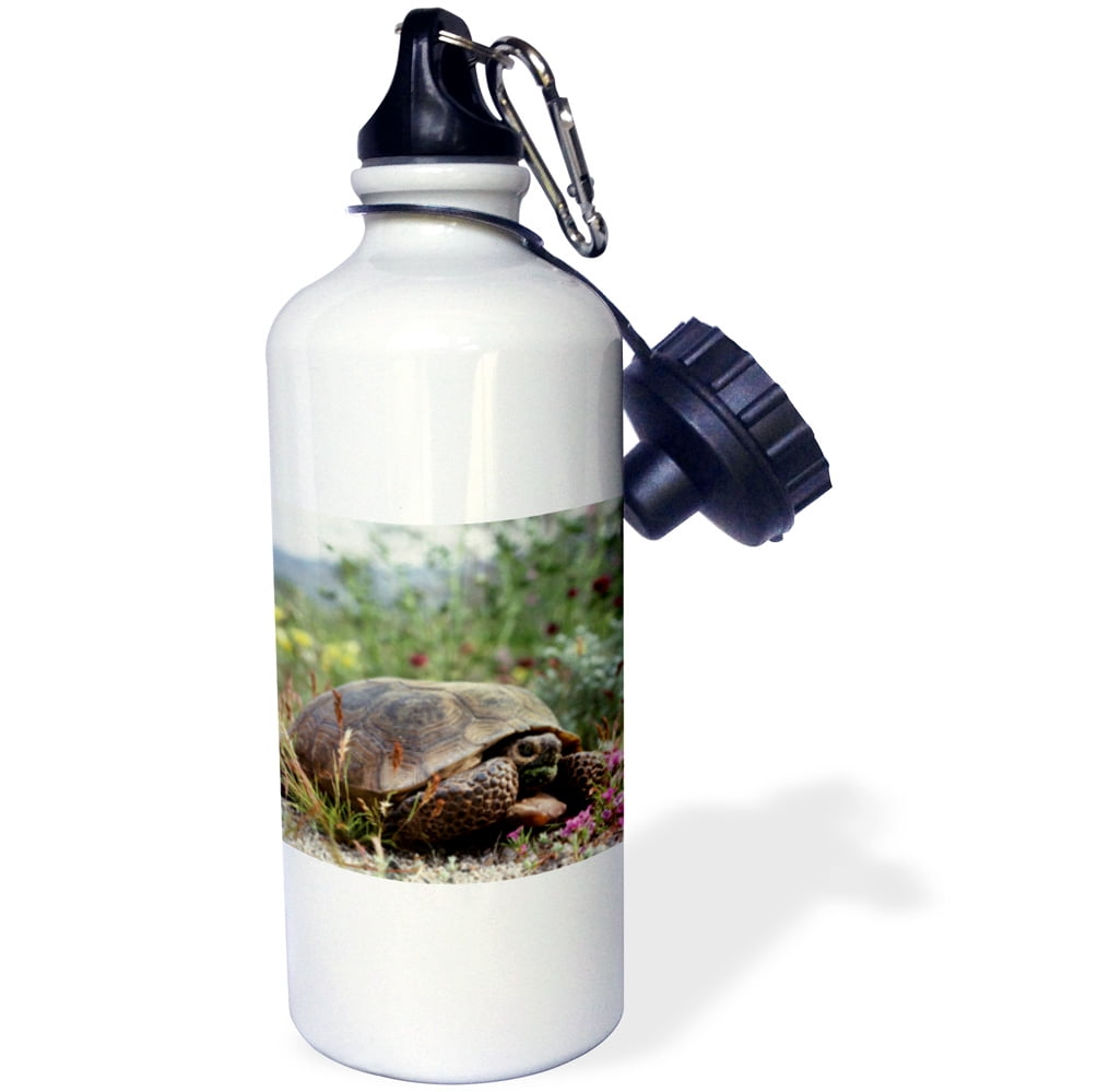 3dRose, USA, California, Joshua Tree National Park, Desert Tortoise, 21 ...