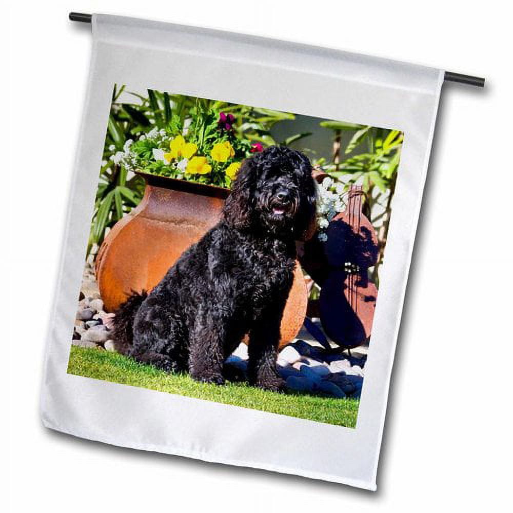 3dRose USA, California. Labradoodle sitting in front of a flower pot ...