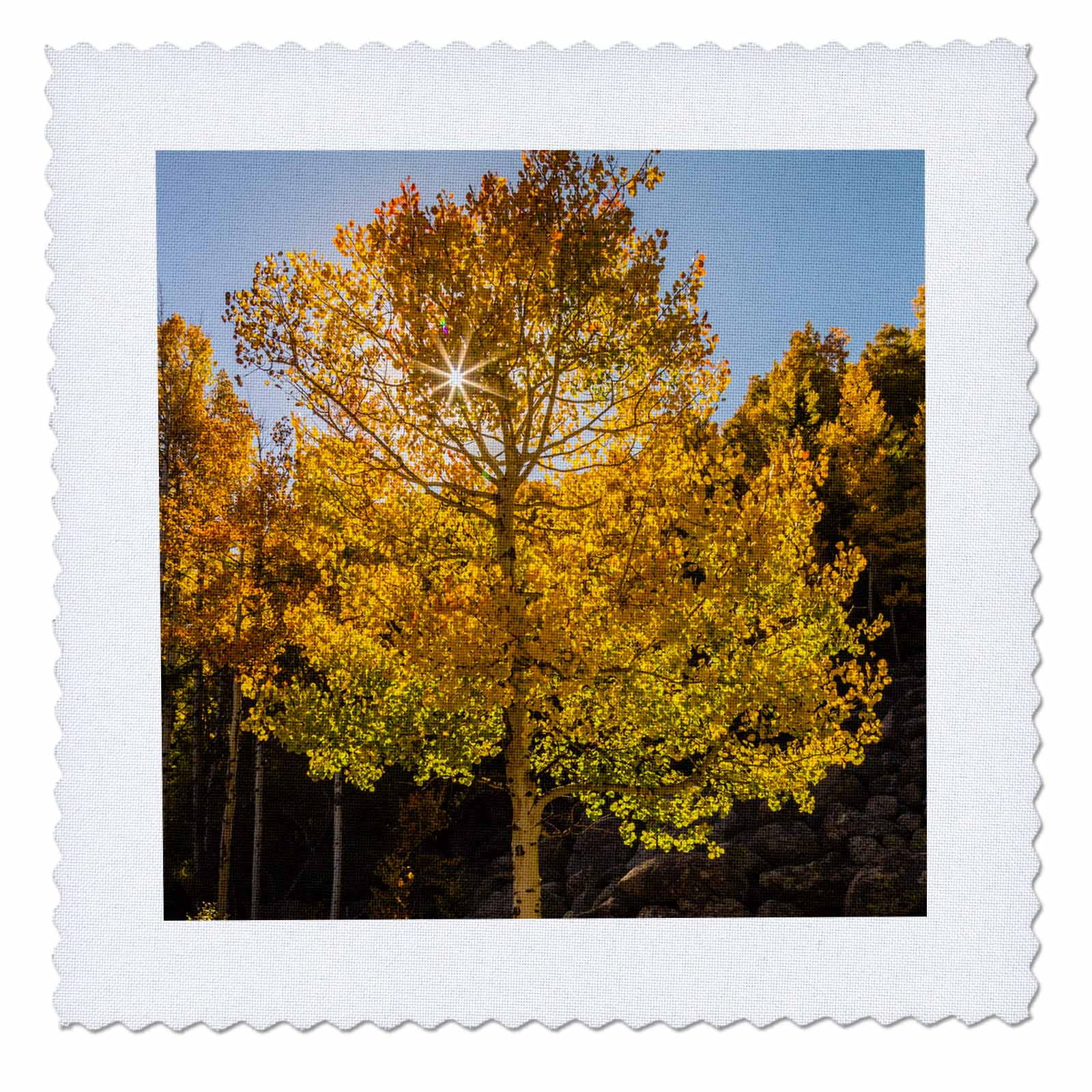 3dRose, USA, Colorado, Rocky Mountain National Park. Sunburst on aspen ...