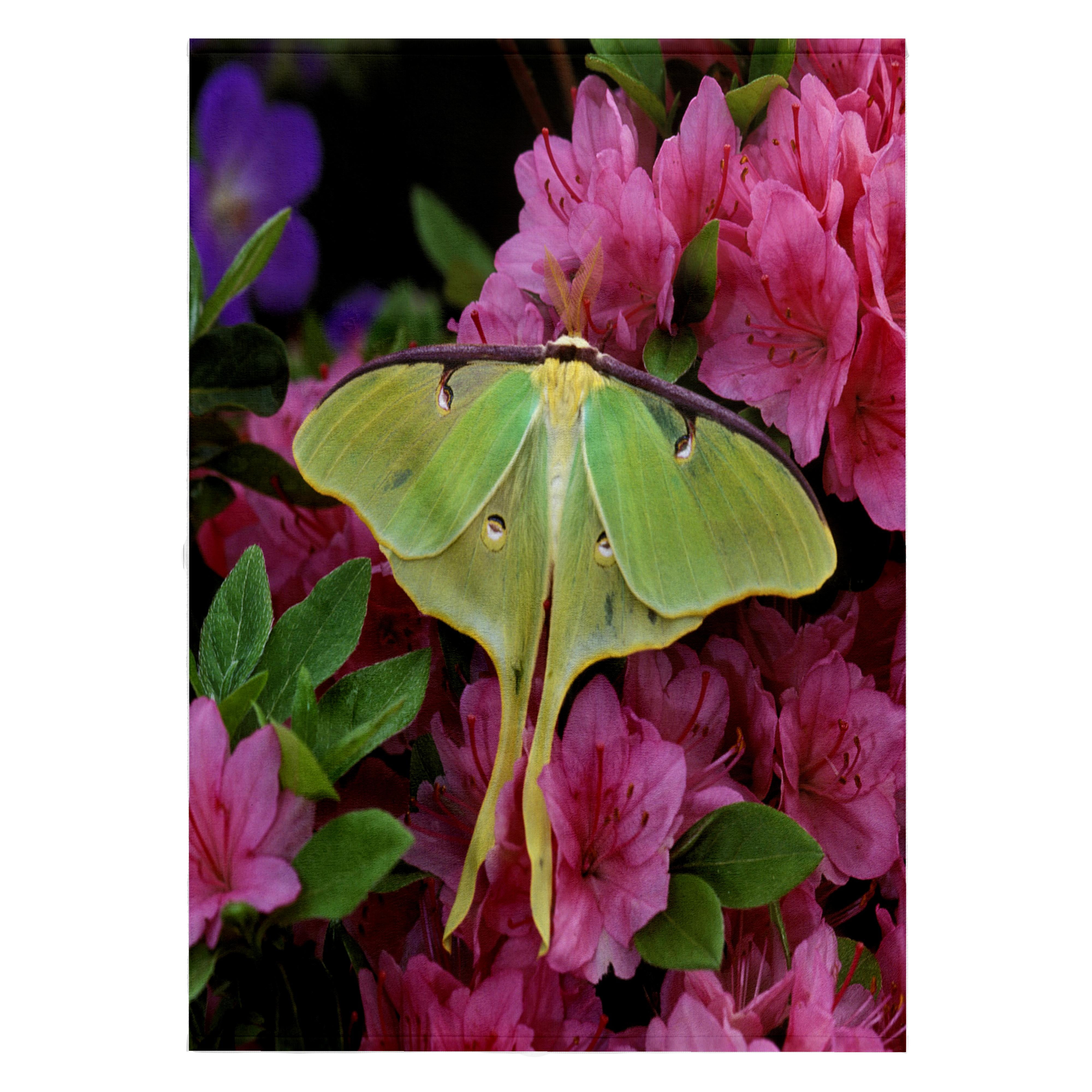 3dRose, USA, Pennsylvania, Luna moth insect, pink azaleas - US39 ...