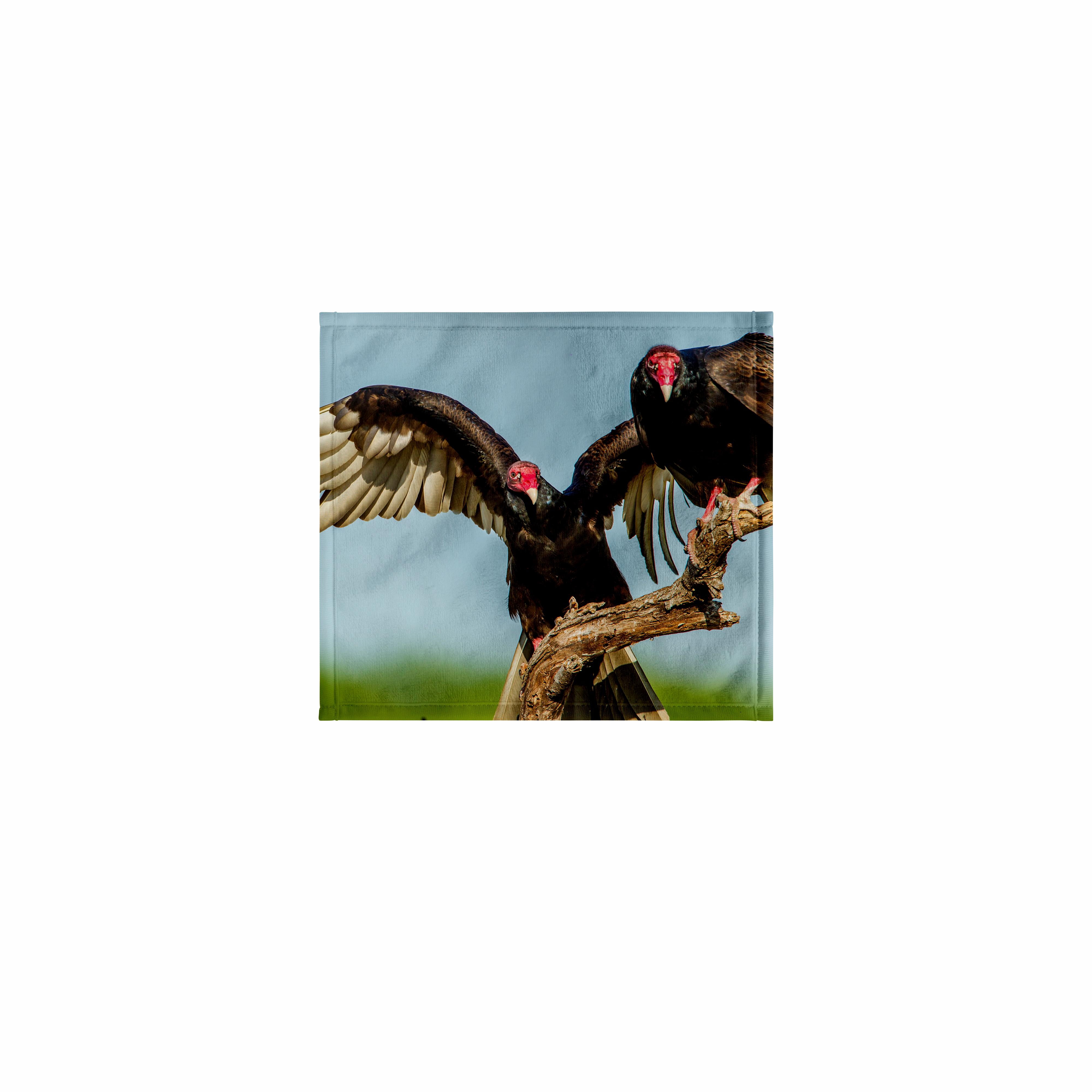 3dRose, USA, Texas, Hidalgo County. Close-up of two turkey vultures on ...