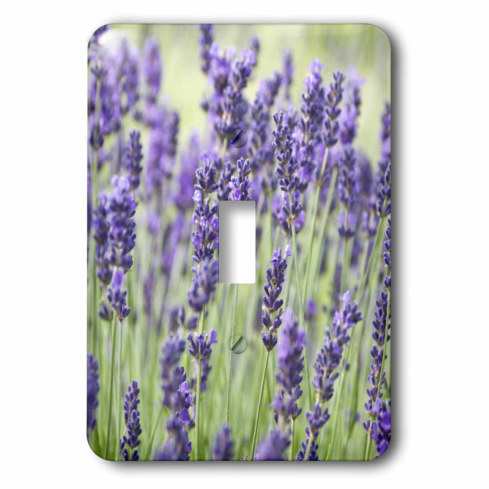3dRose, USA, WA, Sequim, Lavender flower - US48 RTI0243 - Rob Tilley ...