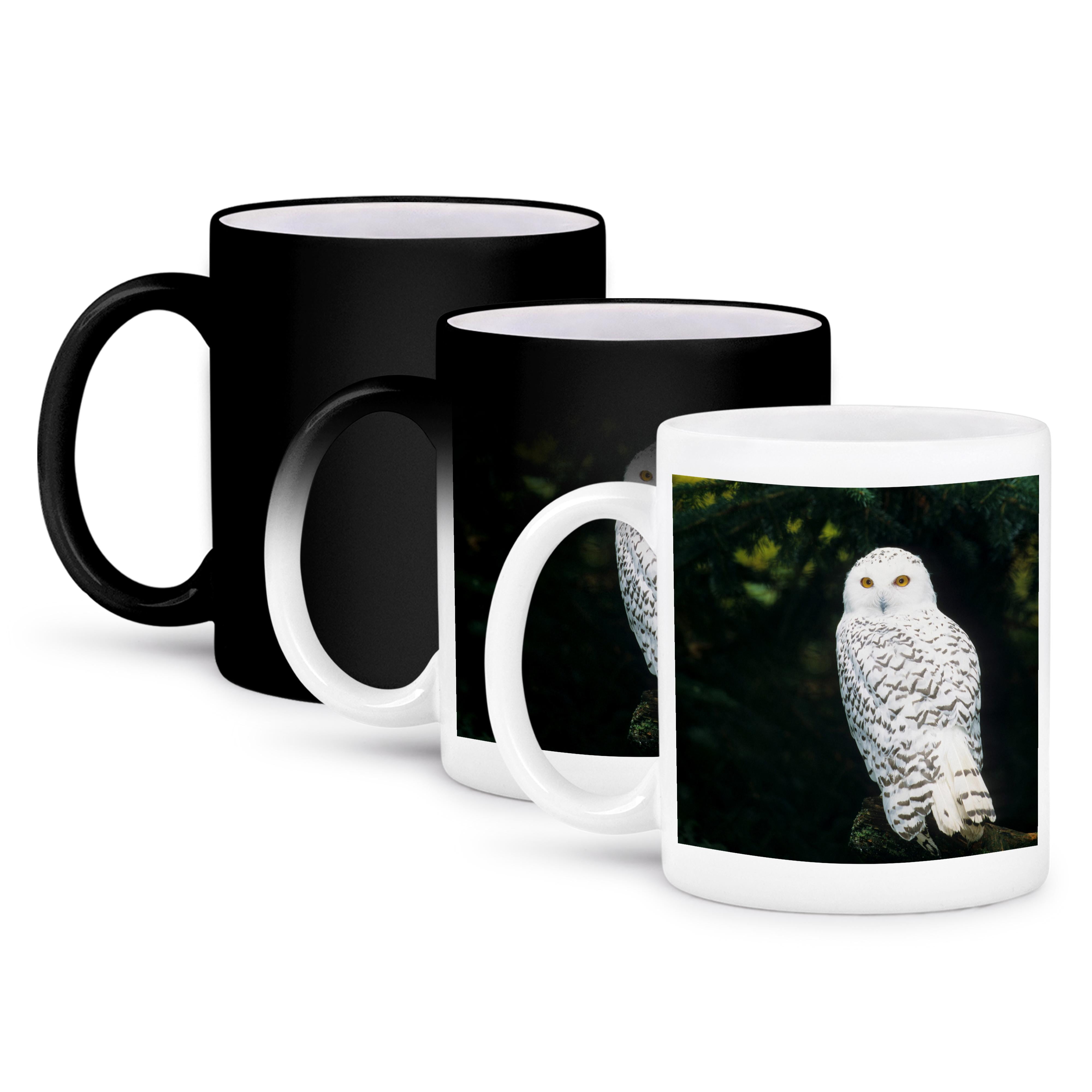 Usa, Washington, Northwest Trek. Snowy Owl - Us48 Jme0424 - John And ...