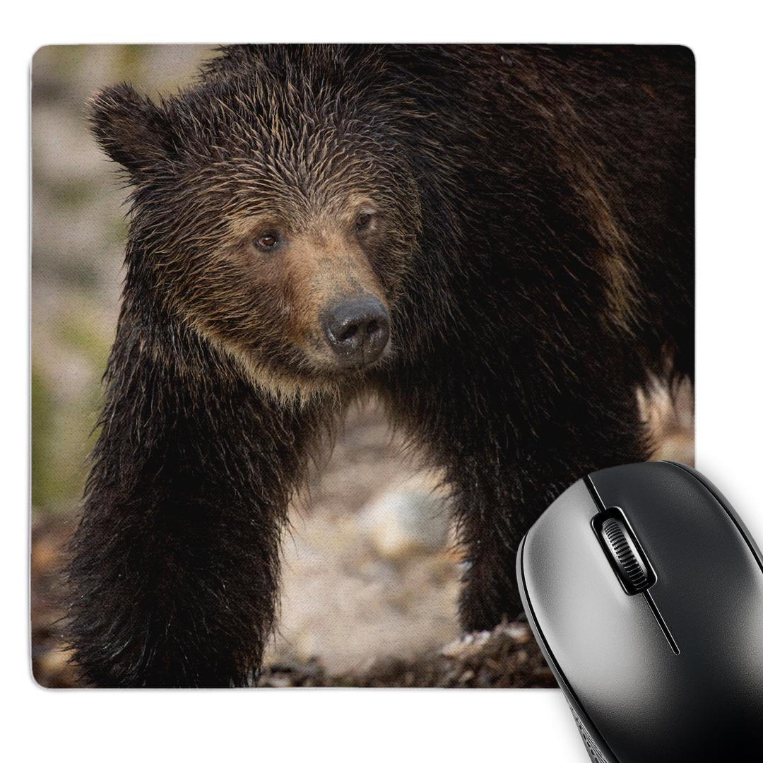 3dRose, USA, Wyoming, Yellowstone National Park. Close up of grizzly ...