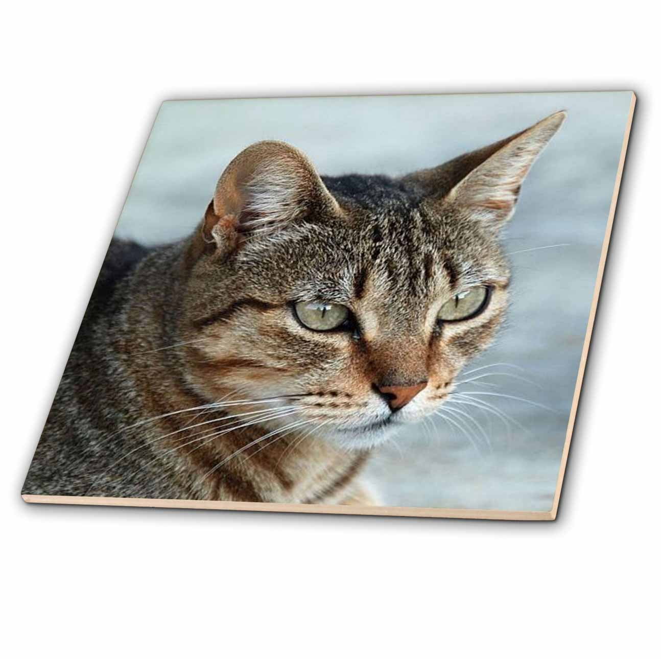 3dRose, Up Close and Personal - animal, moggie, tabbies, tabby cat, cat ...