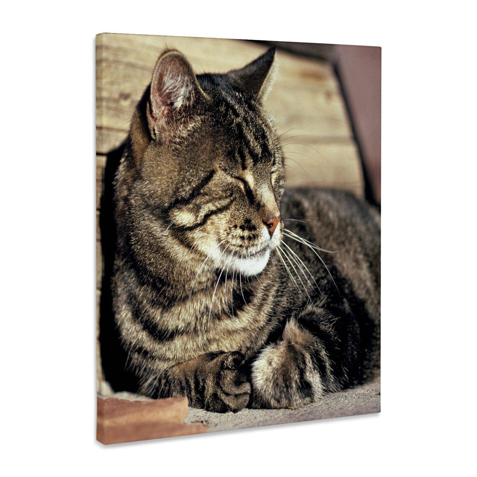 3dRose, Utah, Capitol Reef NP. Sleeping tabby cat - US45 RER0114 - Ric ...