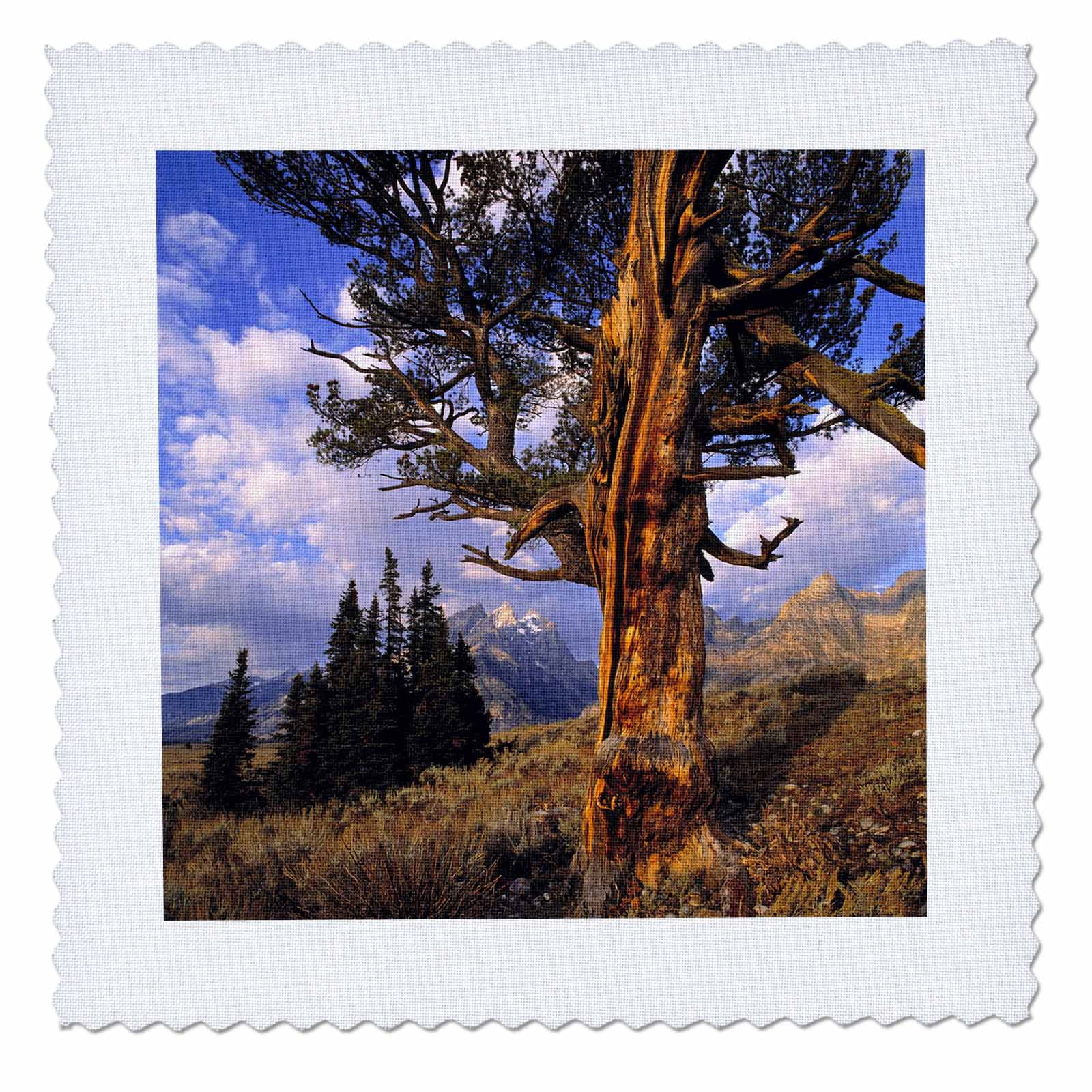 3dRose, Wyoming, Grand Teton NP, Old cypress tree - US51 RER0022 - Ric Ergenbright, 12x12 inch ...