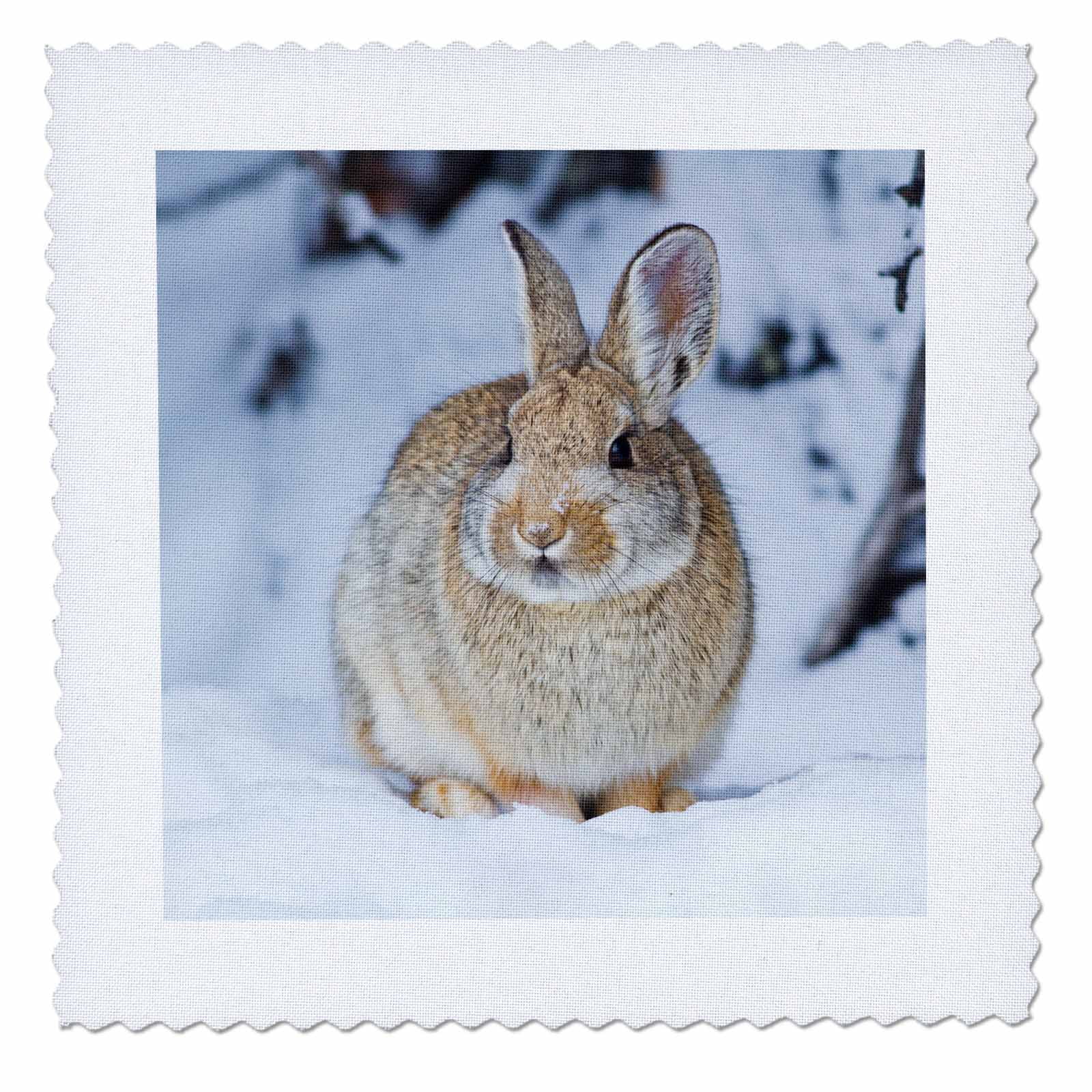 3dRose, Wyoming, Nuttalls Cottontail Rabbit in snow., 8x8 inch quilt ...