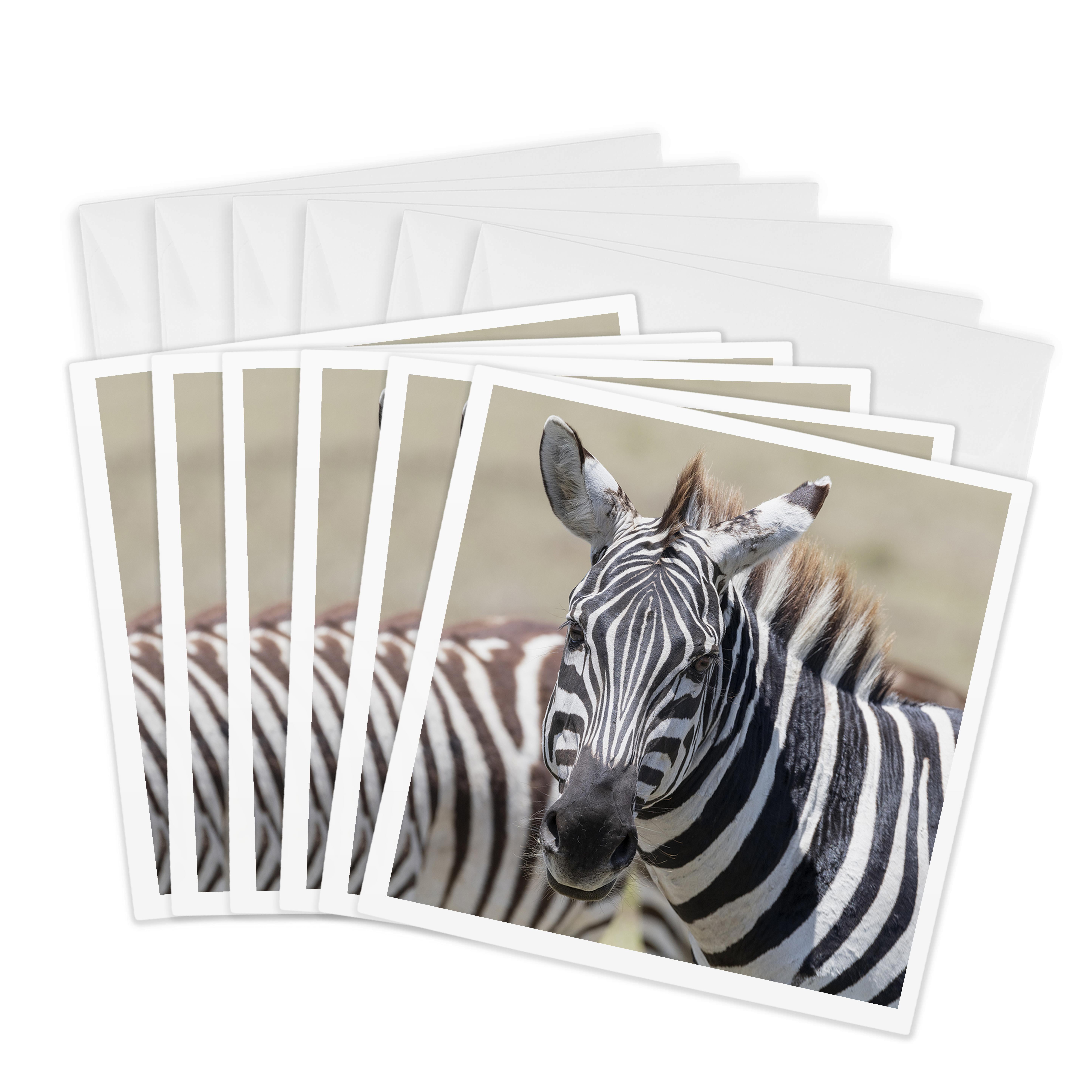 3drose, Africa, Kenya, Maasai Mara National Reserve. Closeup of Zebra ...