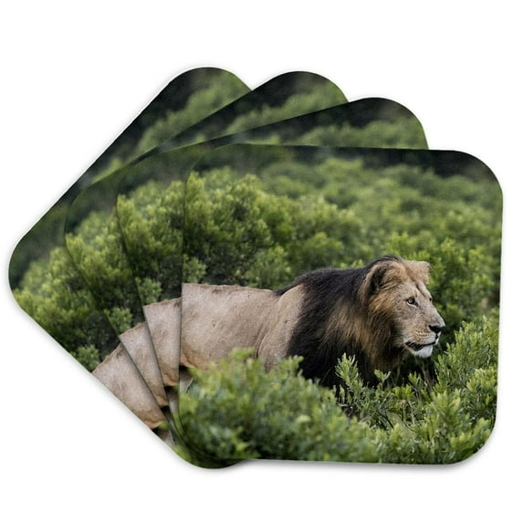 3drose, Africa, Kenya, Maasai Mara National Reserve. Focused Male Lion ...