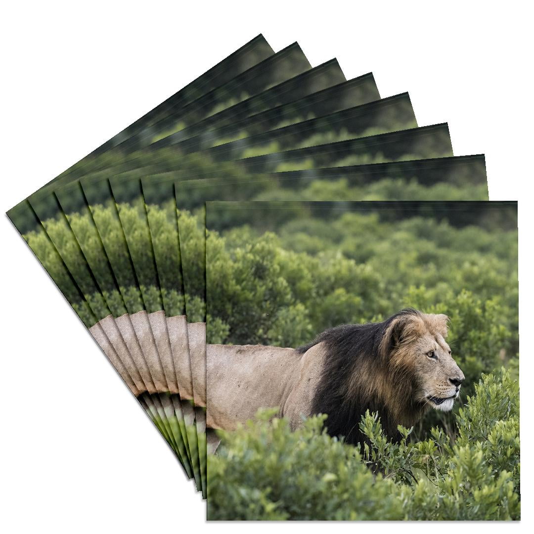 3drose, Africa, Kenya, Maasai Mara National Reserve. Focused Male Lion ...