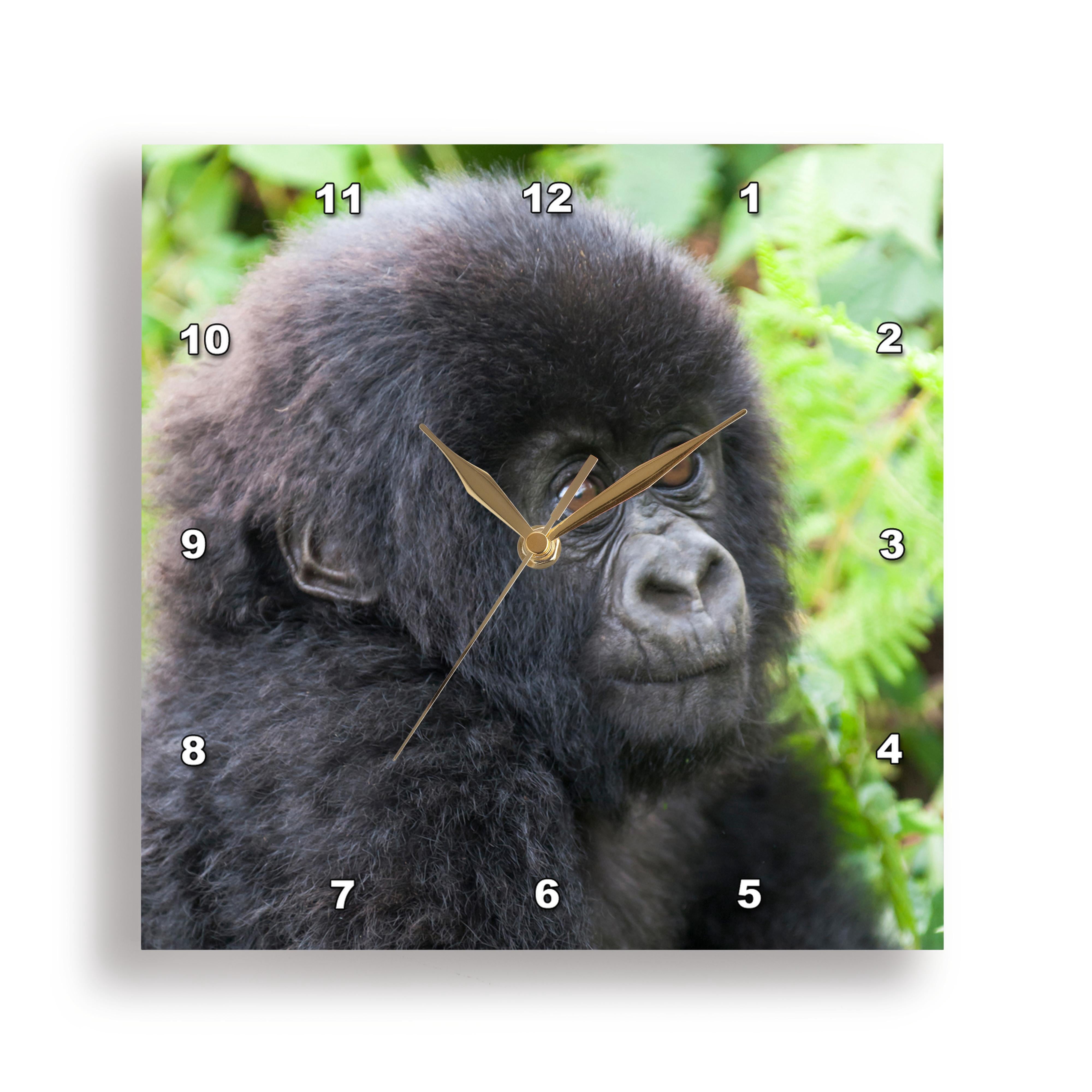 3drose, Africa, Rwanda, Volcanoes Np. Young Mountain Gorilla Portrait ...